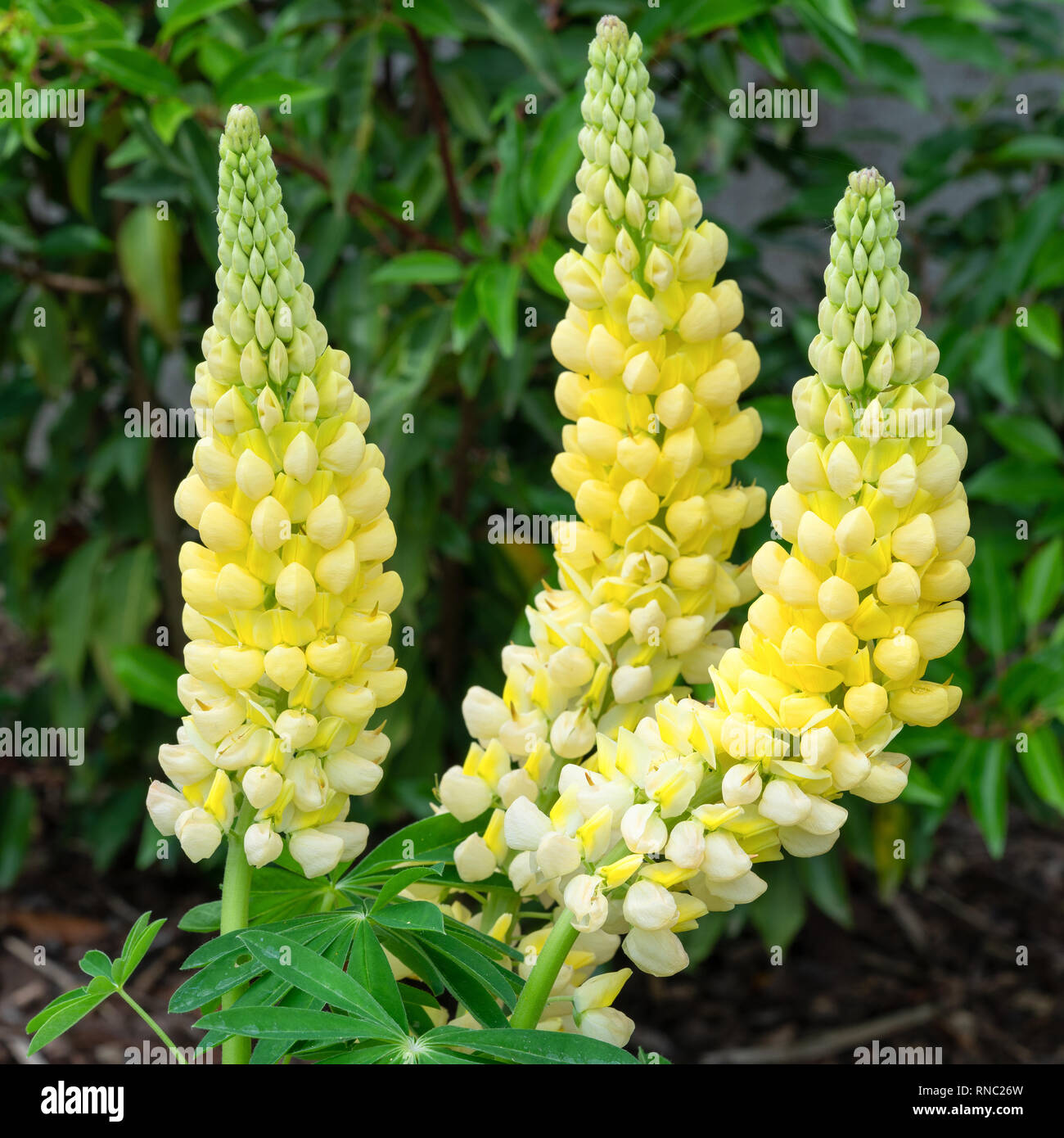 Garden Lupin (Lupinus polyphyllus), close up of the flower head Stock ...