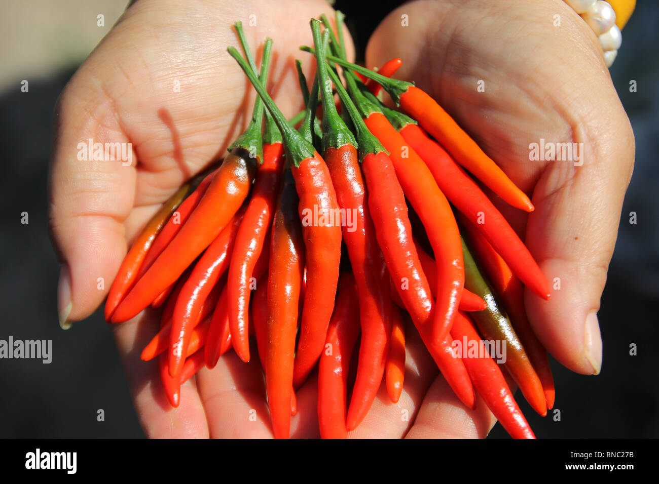 photo of red hot chili on woman hand Stock Photo - Alamy