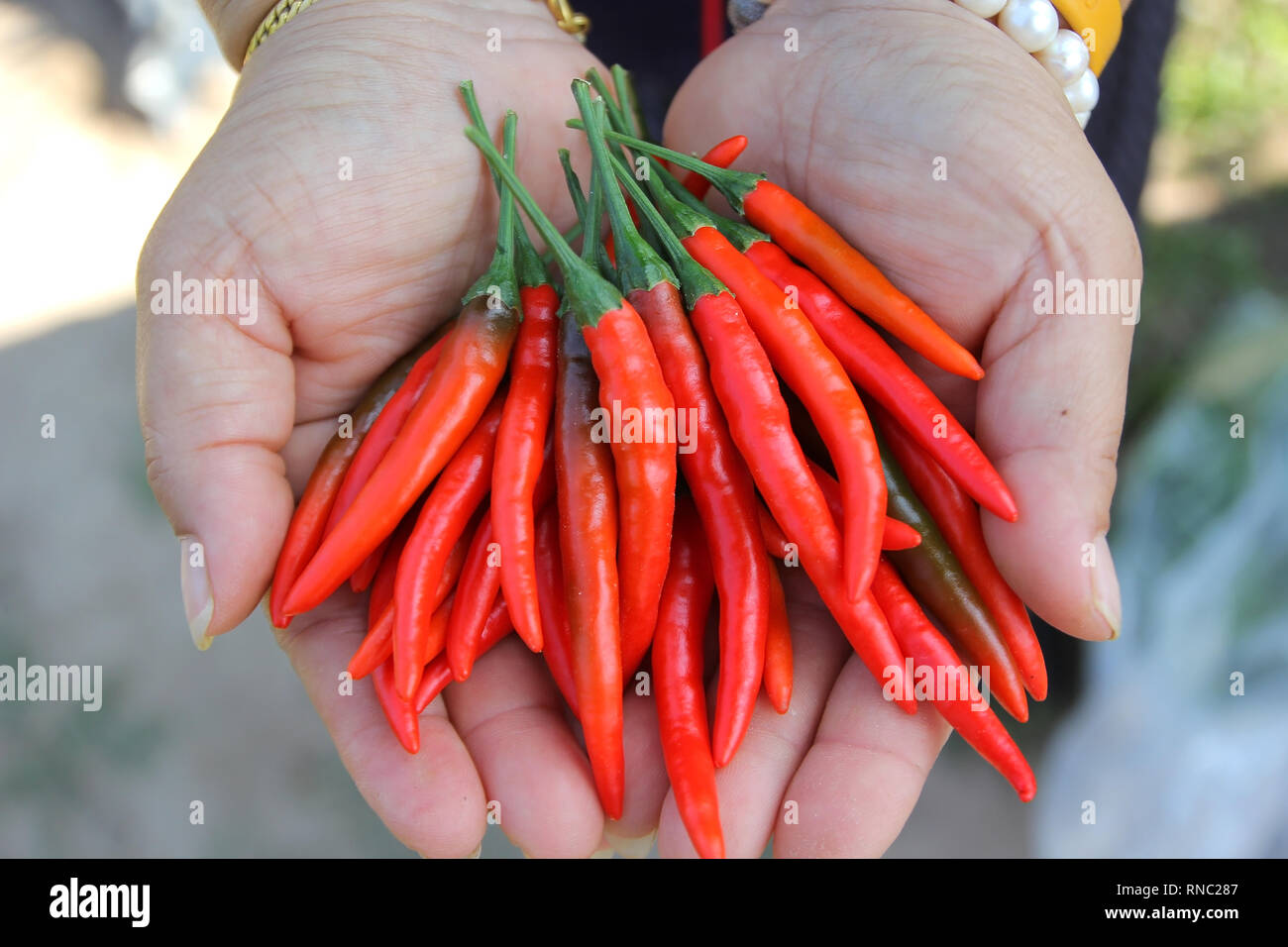 photo of red hot chili on woman hand Stock Photo - Alamy