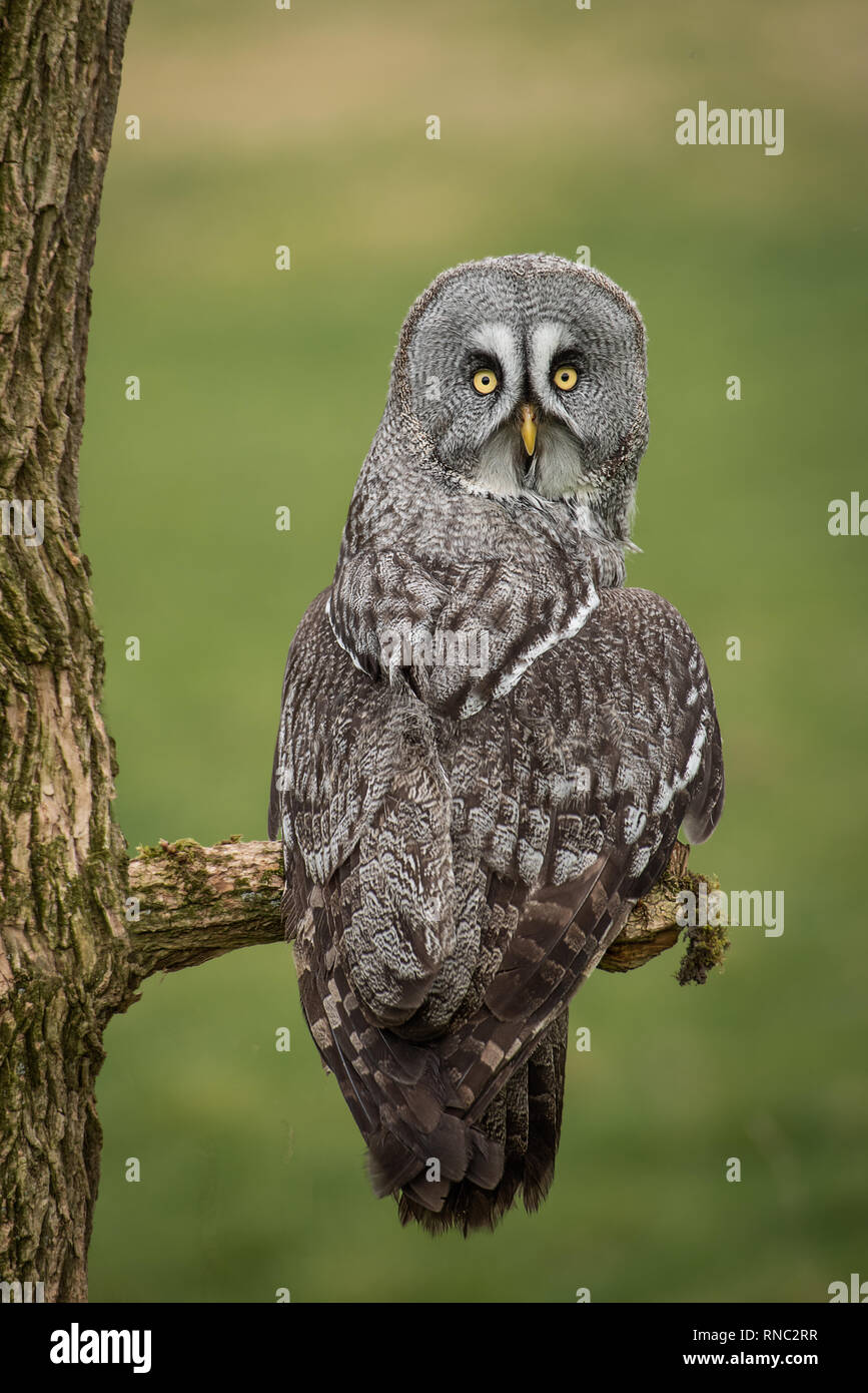 Owl head turned hi-res stock photography and images - Alamy