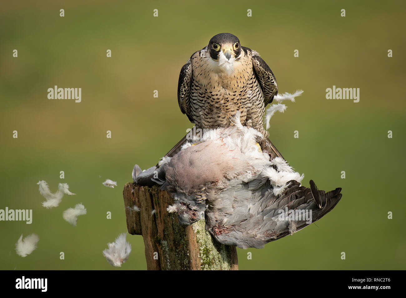 Falcon feathers hi-res stock photography and images - Alamy