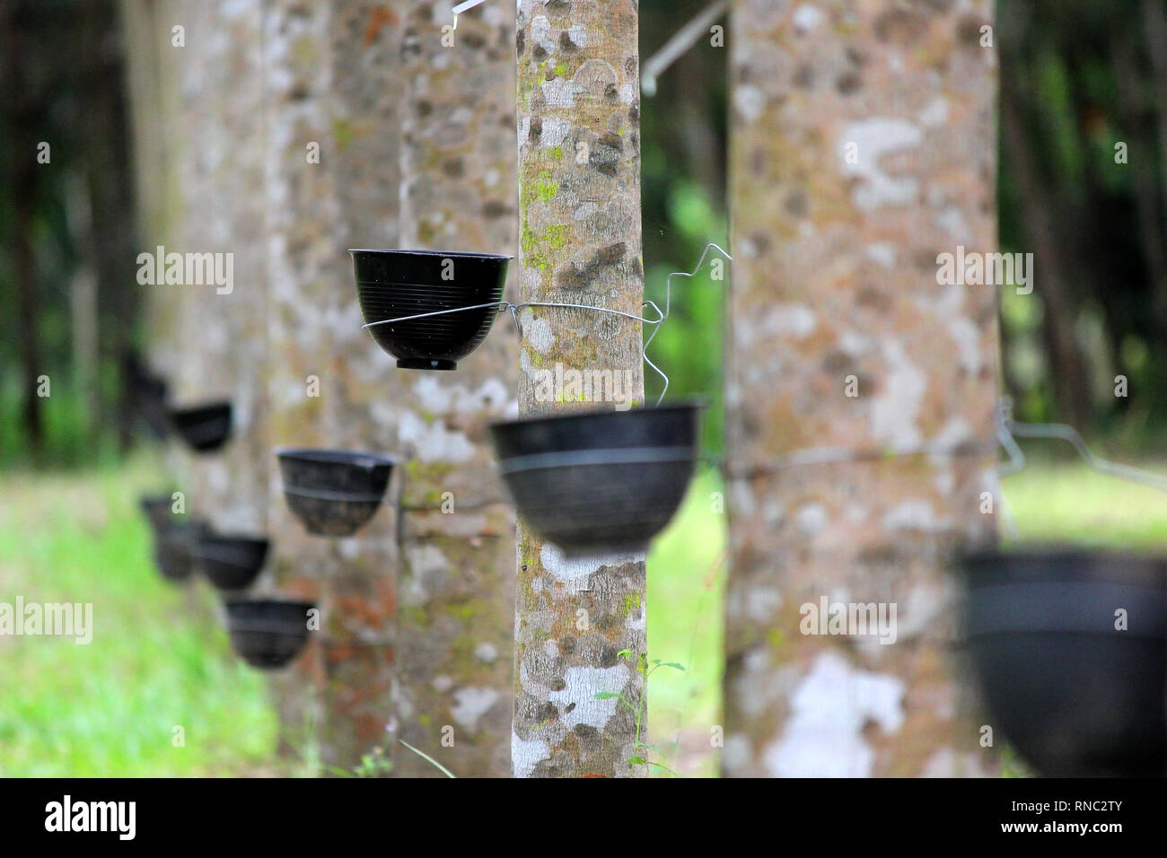 row of rubber tree or hevea brasiliensis with tapping latex Stock Photo ...