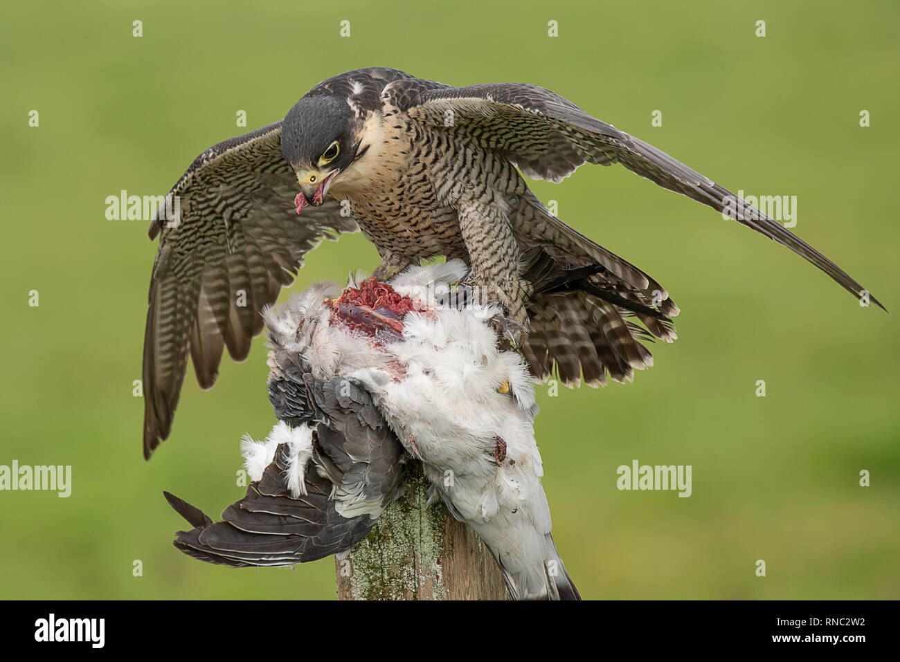 Peregrine Falcon Prey