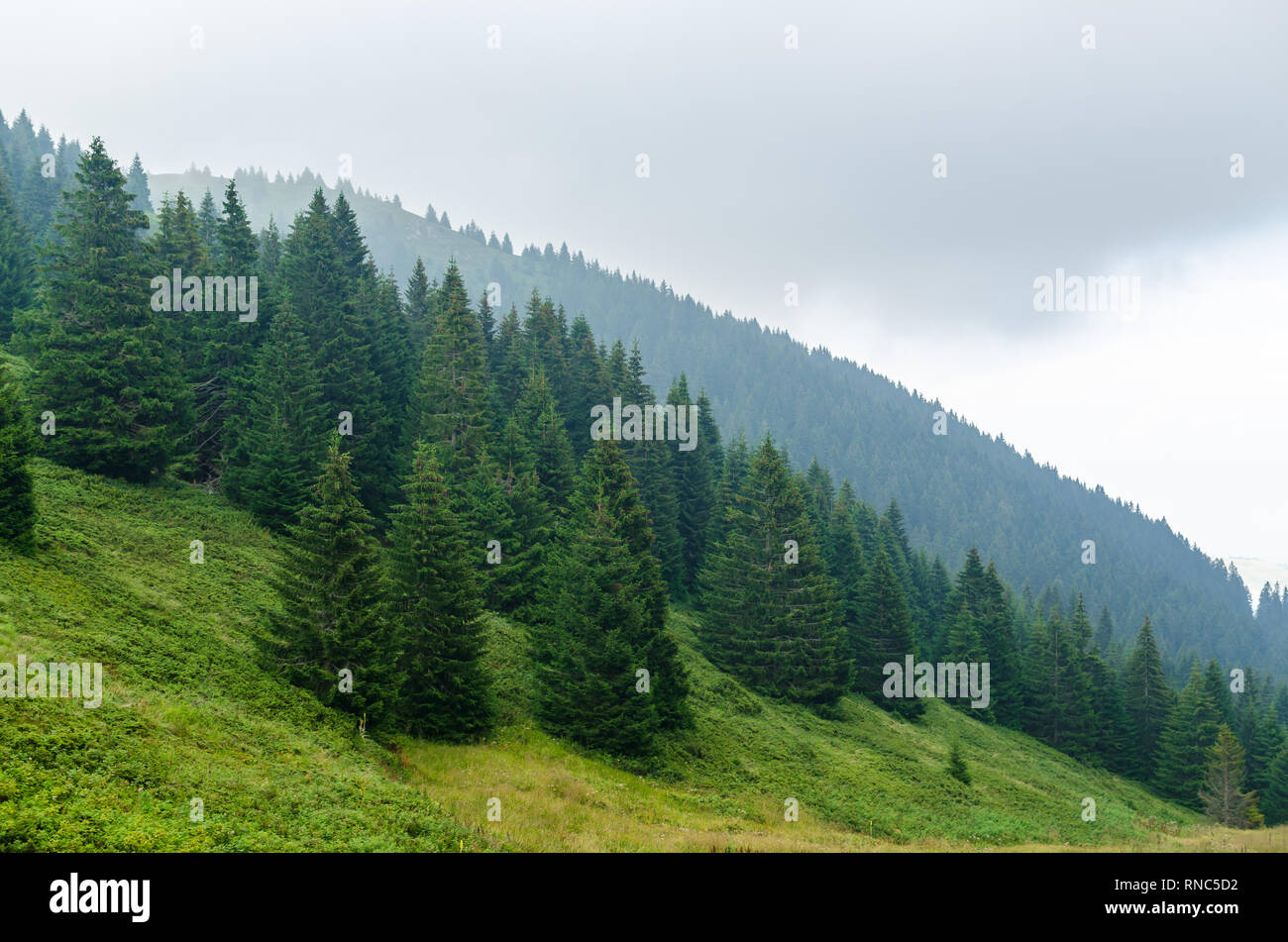 Upland forests hi-res stock photography and images - Alamy
