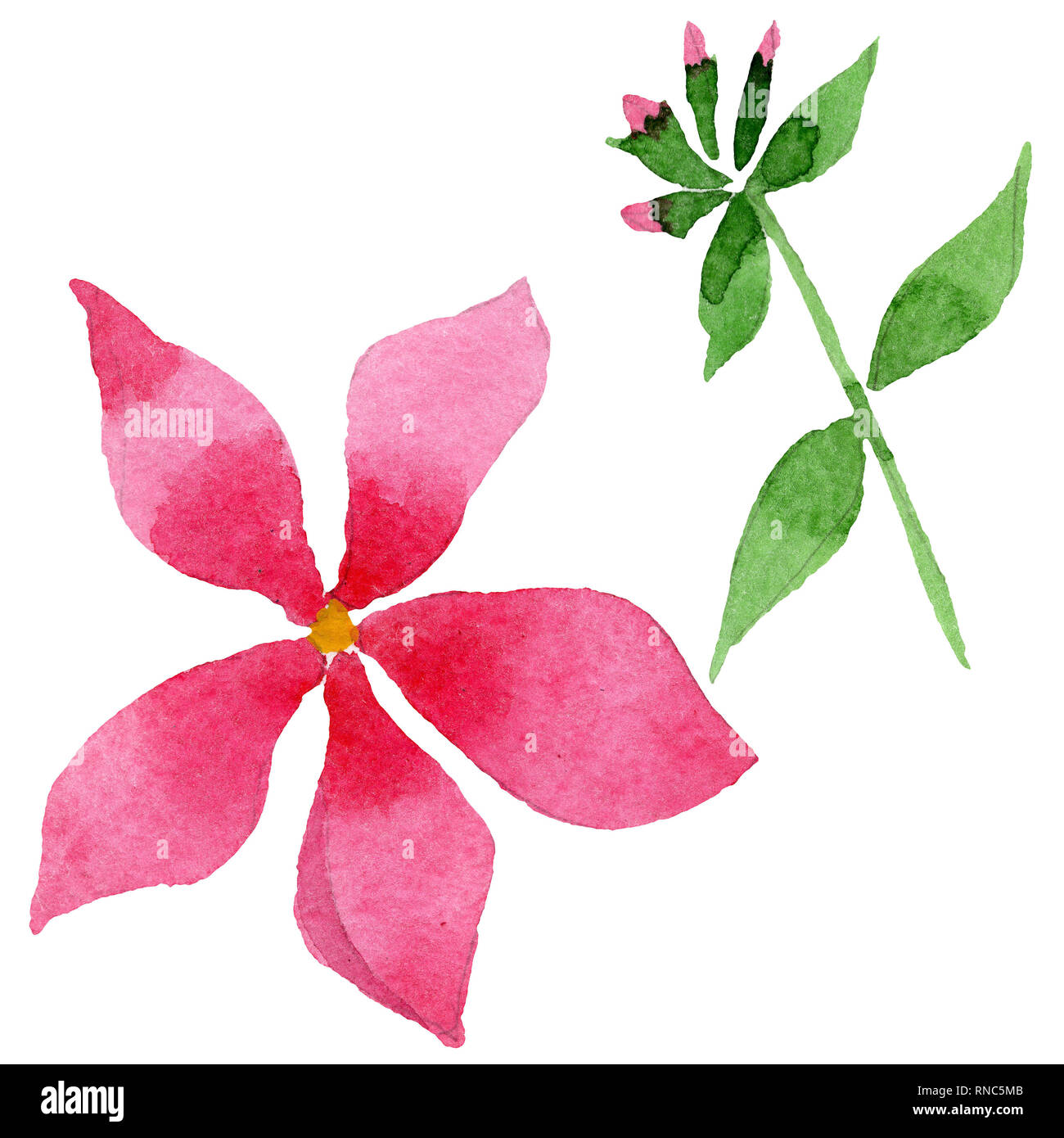 Pink phlox foral botanical flower. Watercolor background illustration ...