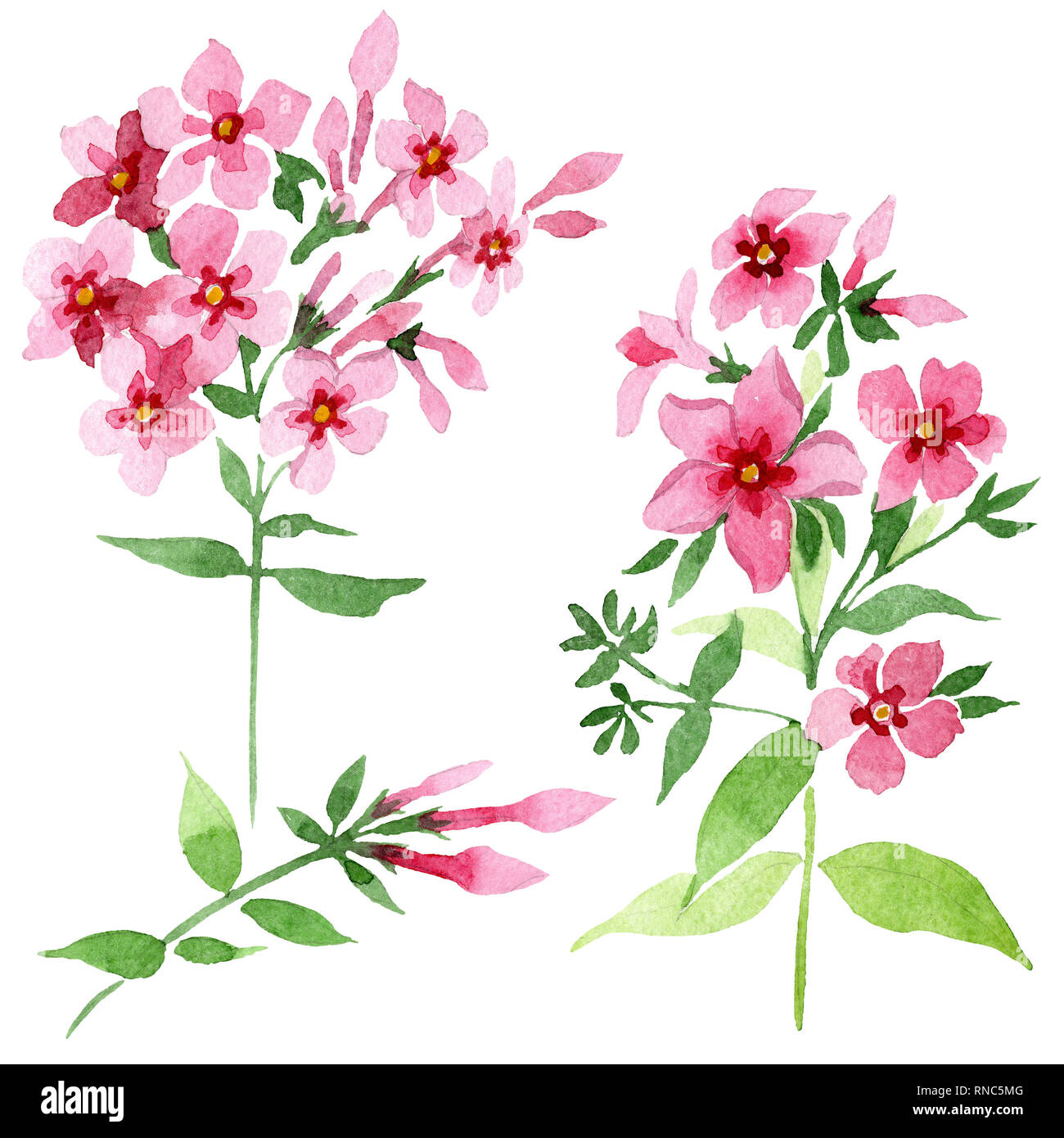 Pink phlox foral botanical flower. Watercolor background illustration ...