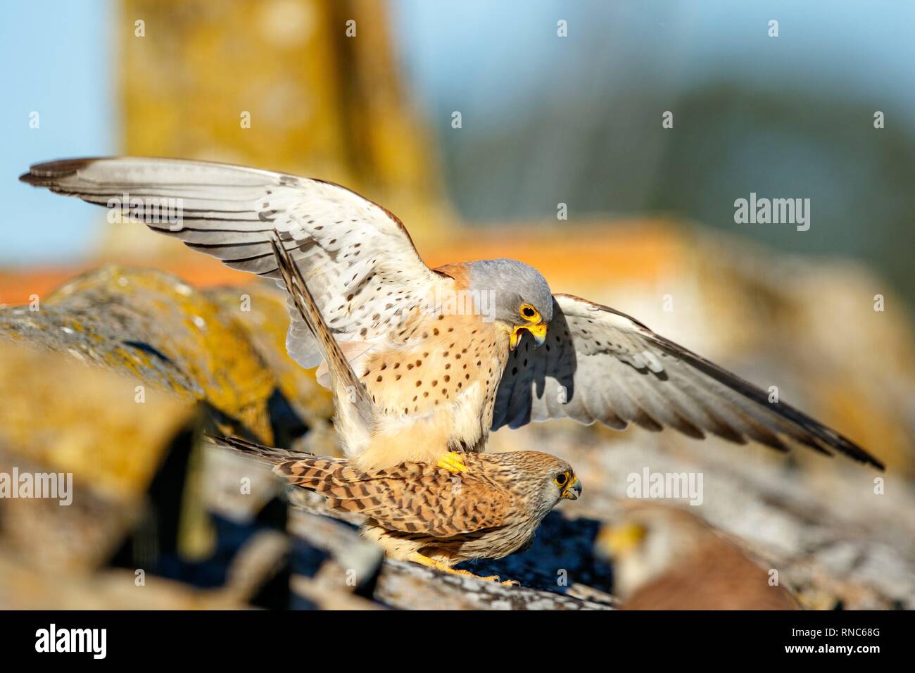 Lesser Kestrel - mating season | usage worldwide Stock Photo - Alamy