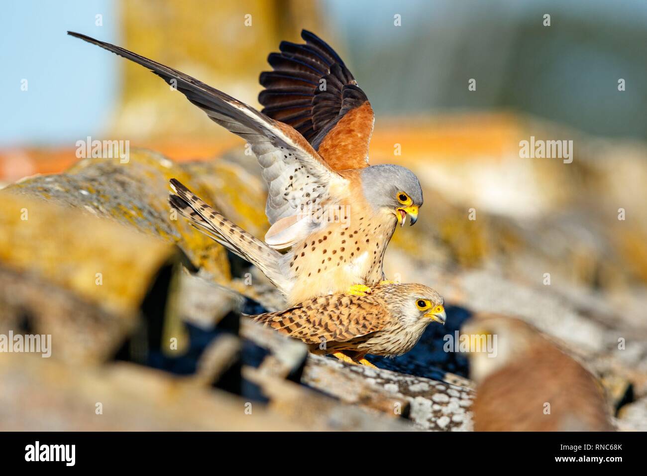Lesser Kestrel - mating season | usage worldwide Stock Photo - Alamy