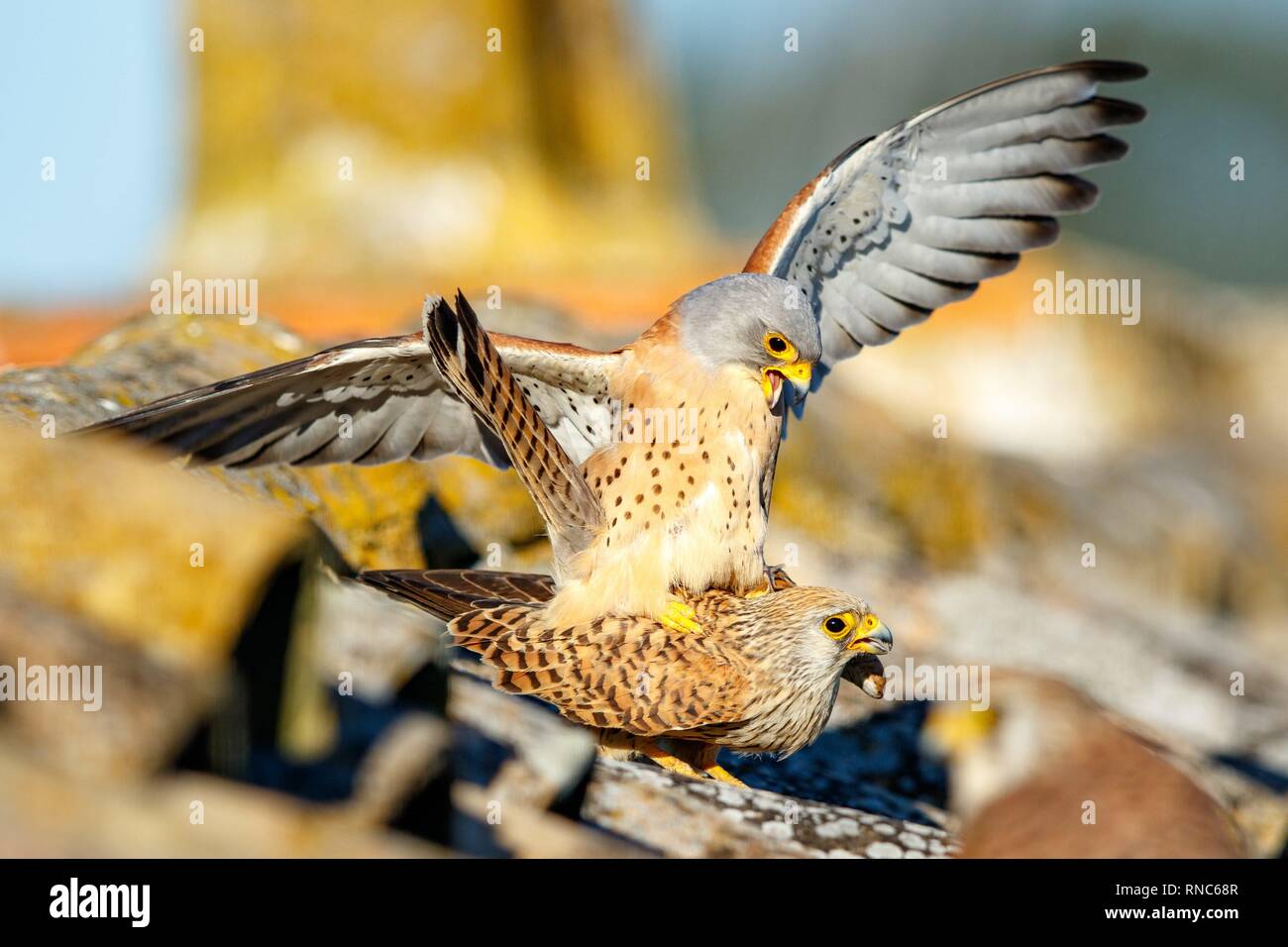 Lesser Kestrel - mating season | usage worldwide Stock Photo - Alamy