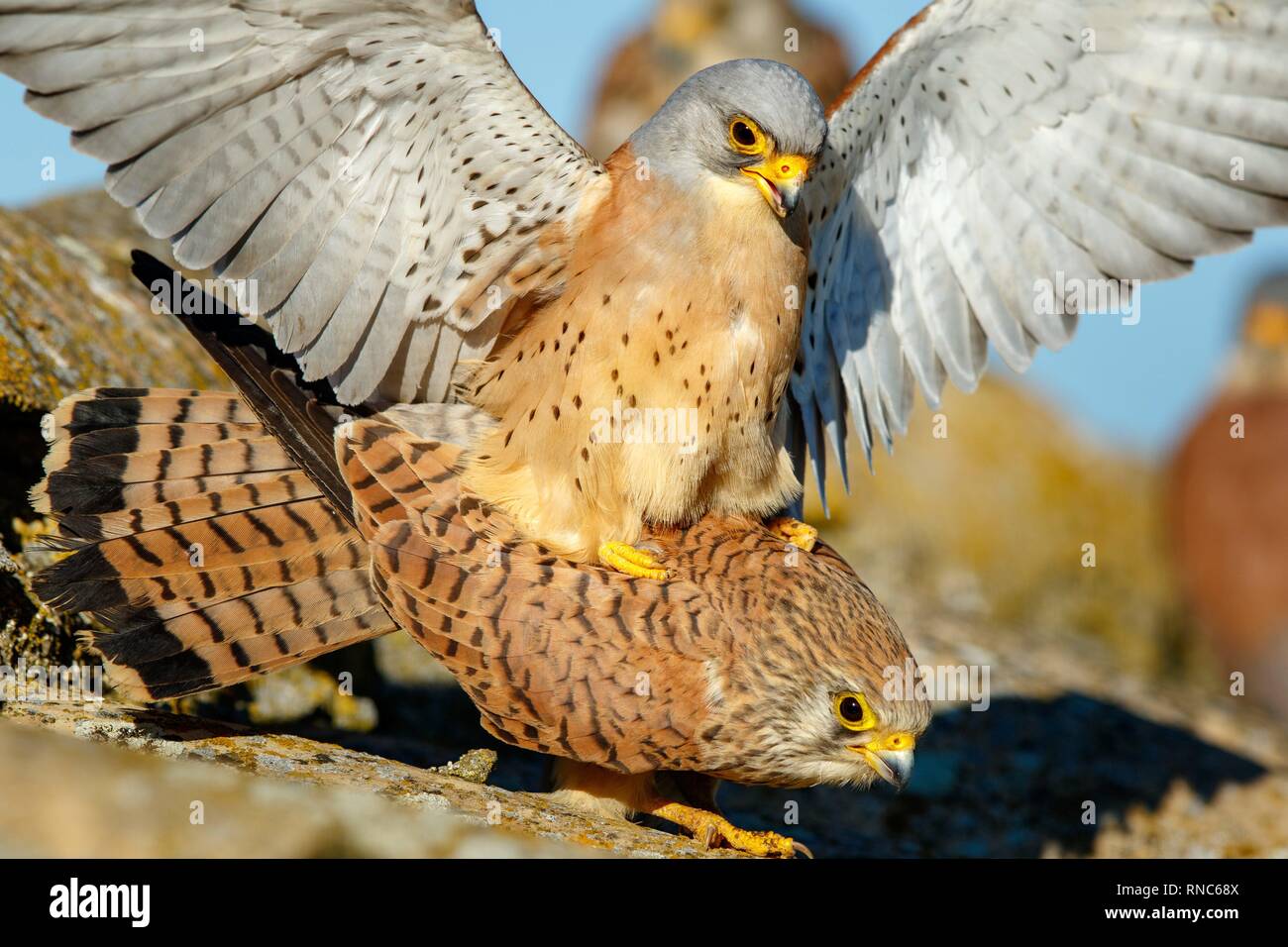 Lesser Kestrel - mating season | usage worldwide Stock Photo - Alamy