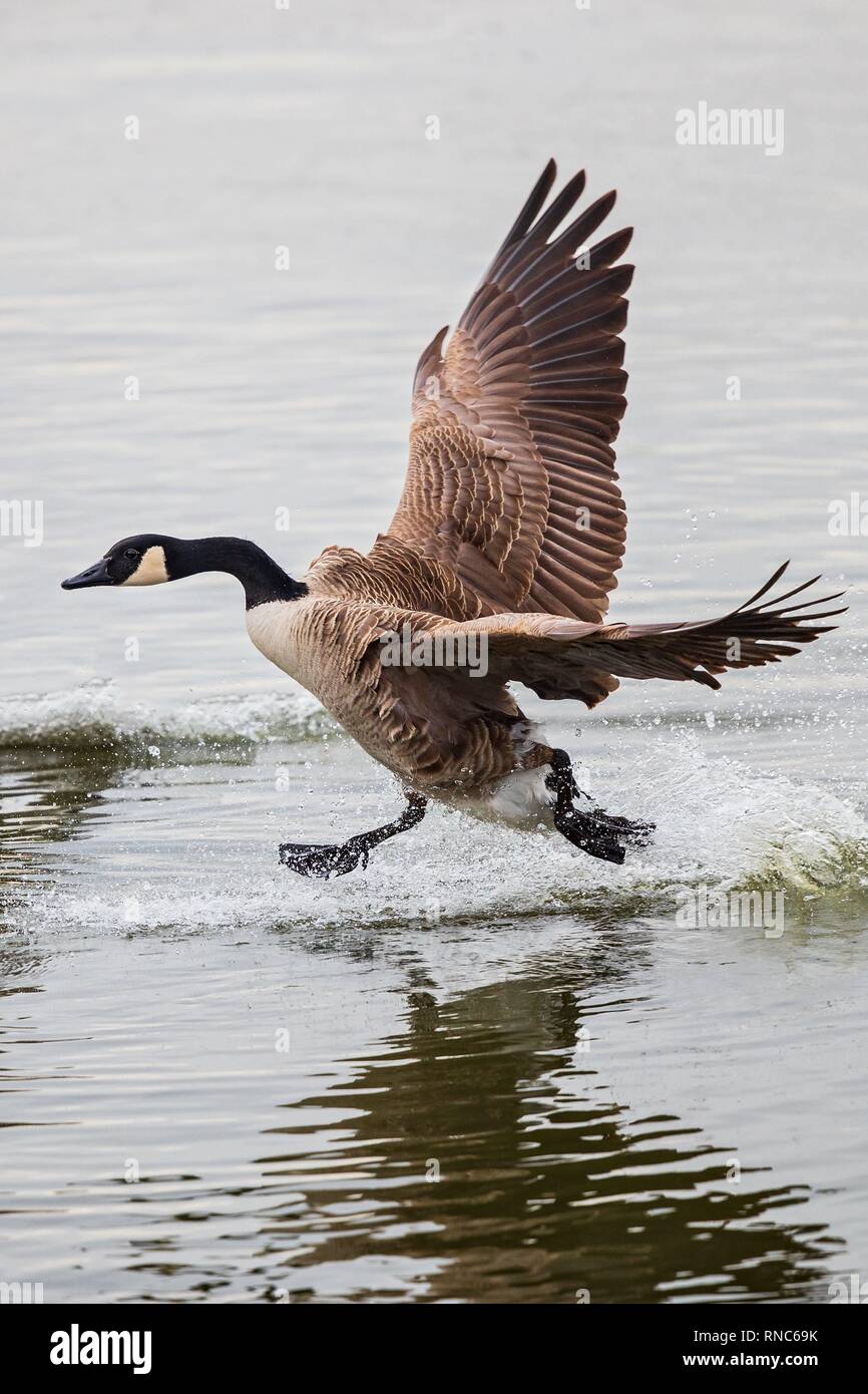 Canada Goose (Branta canadensis) running over water surface, Baden ...