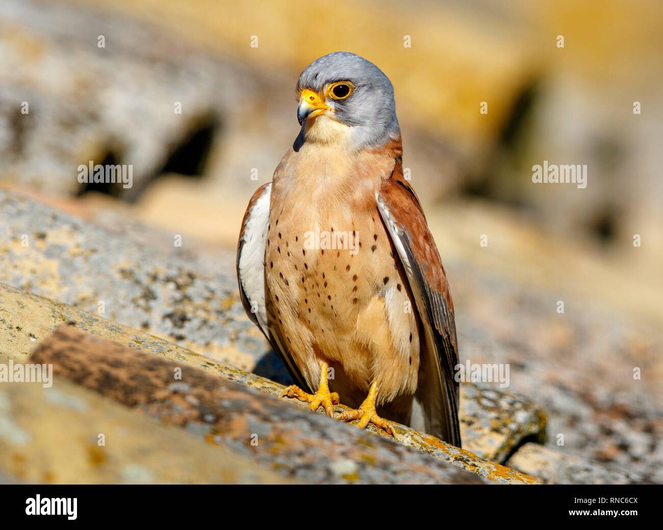 Lesser Kestrel - mating season | usage worldwide Stock Photo - Alamy