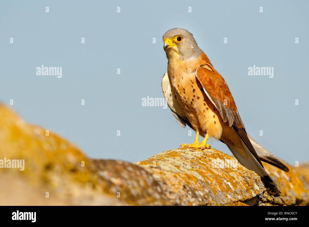 Lesser Kestrel - mating season | usage worldwide Stock Photo - Alamy