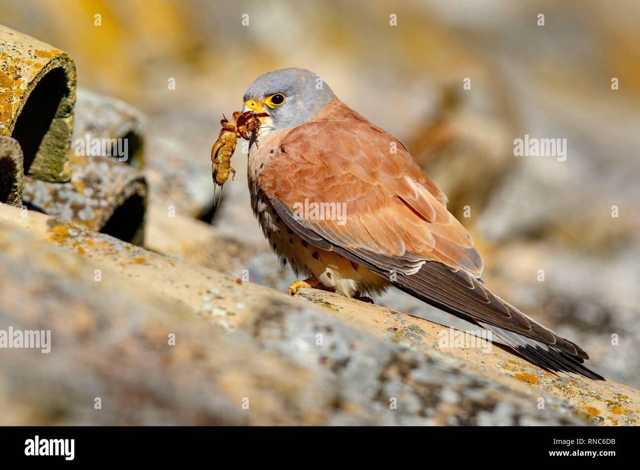 Lesser Kestrel - mating season | usage worldwide Stock Photo - Alamy