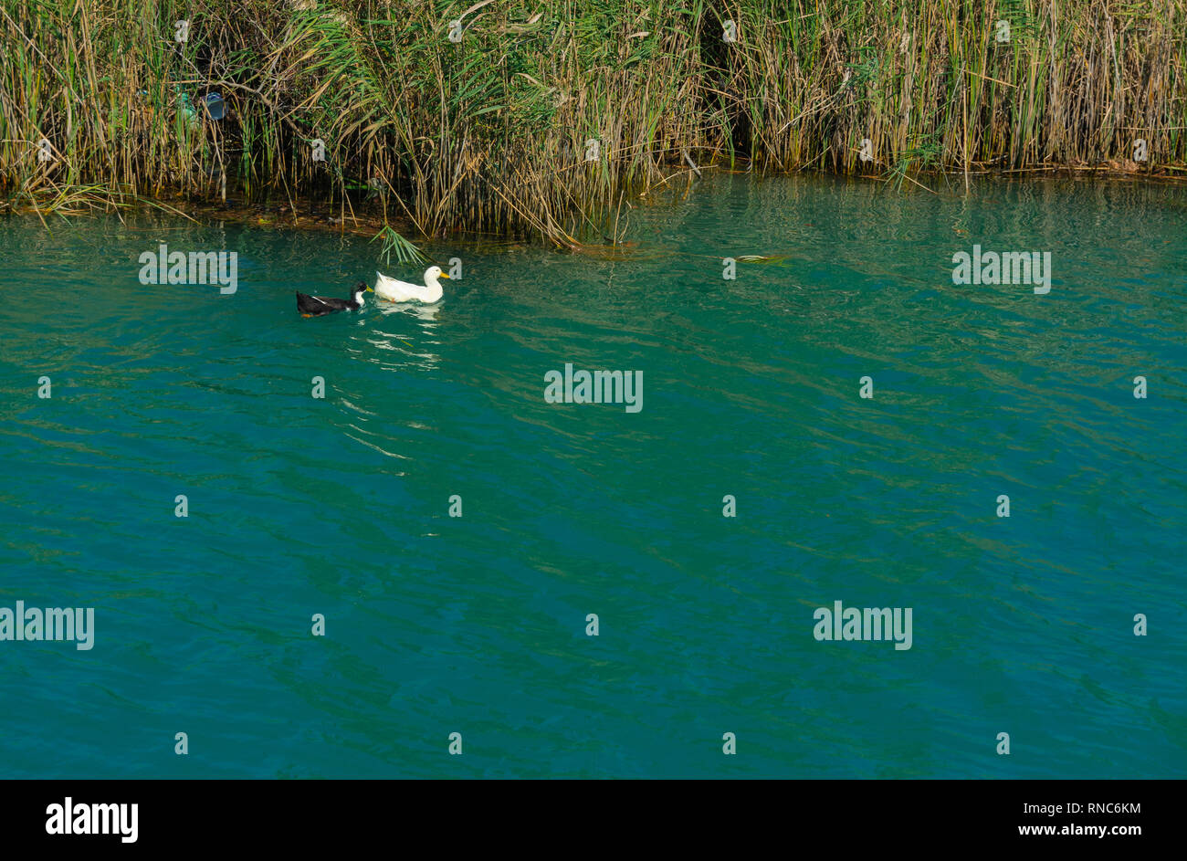Old broken tree branches fell into the water. Duck on the water ...