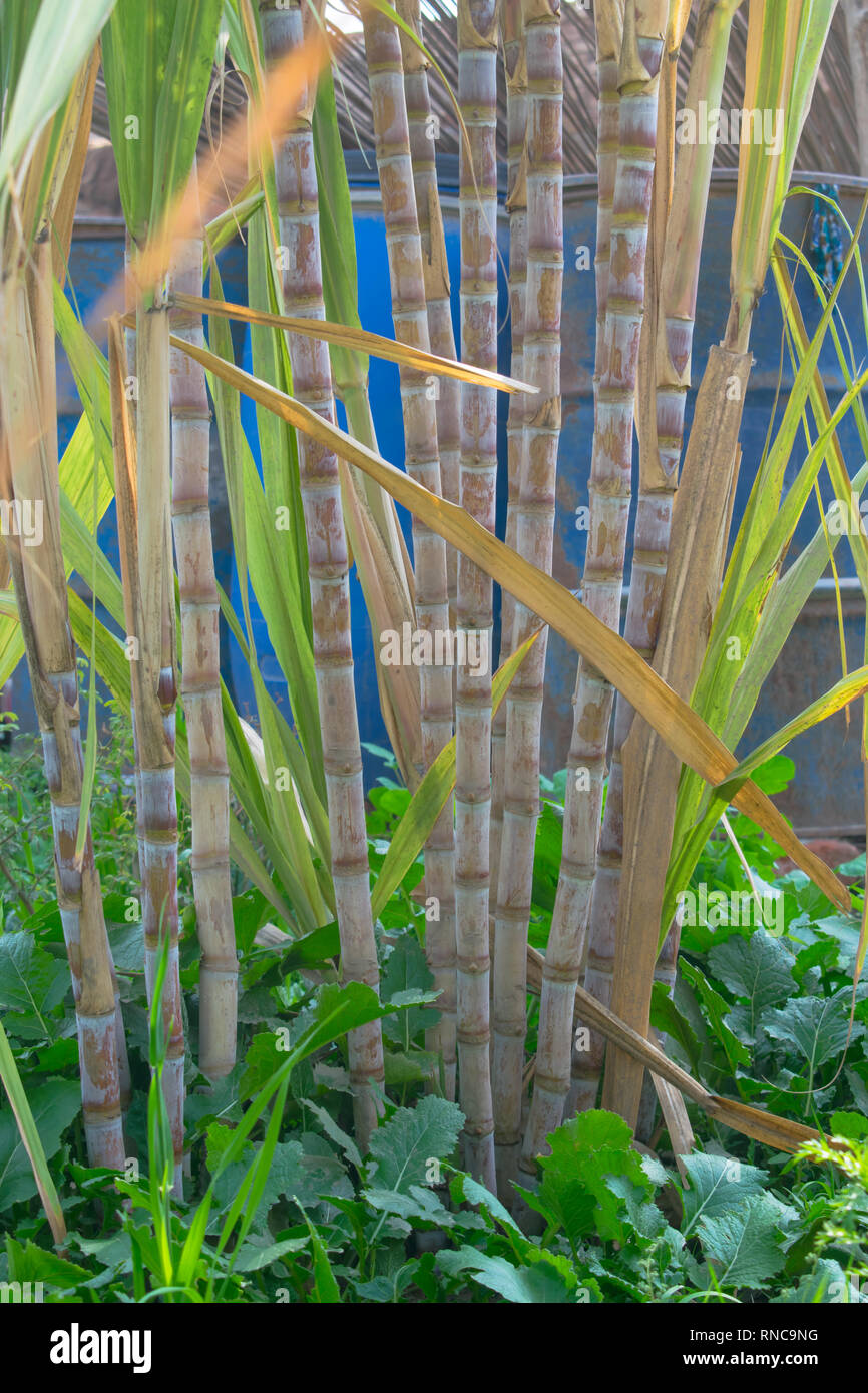 sugarcane in a farm with blue background Stock Photo - Alamy