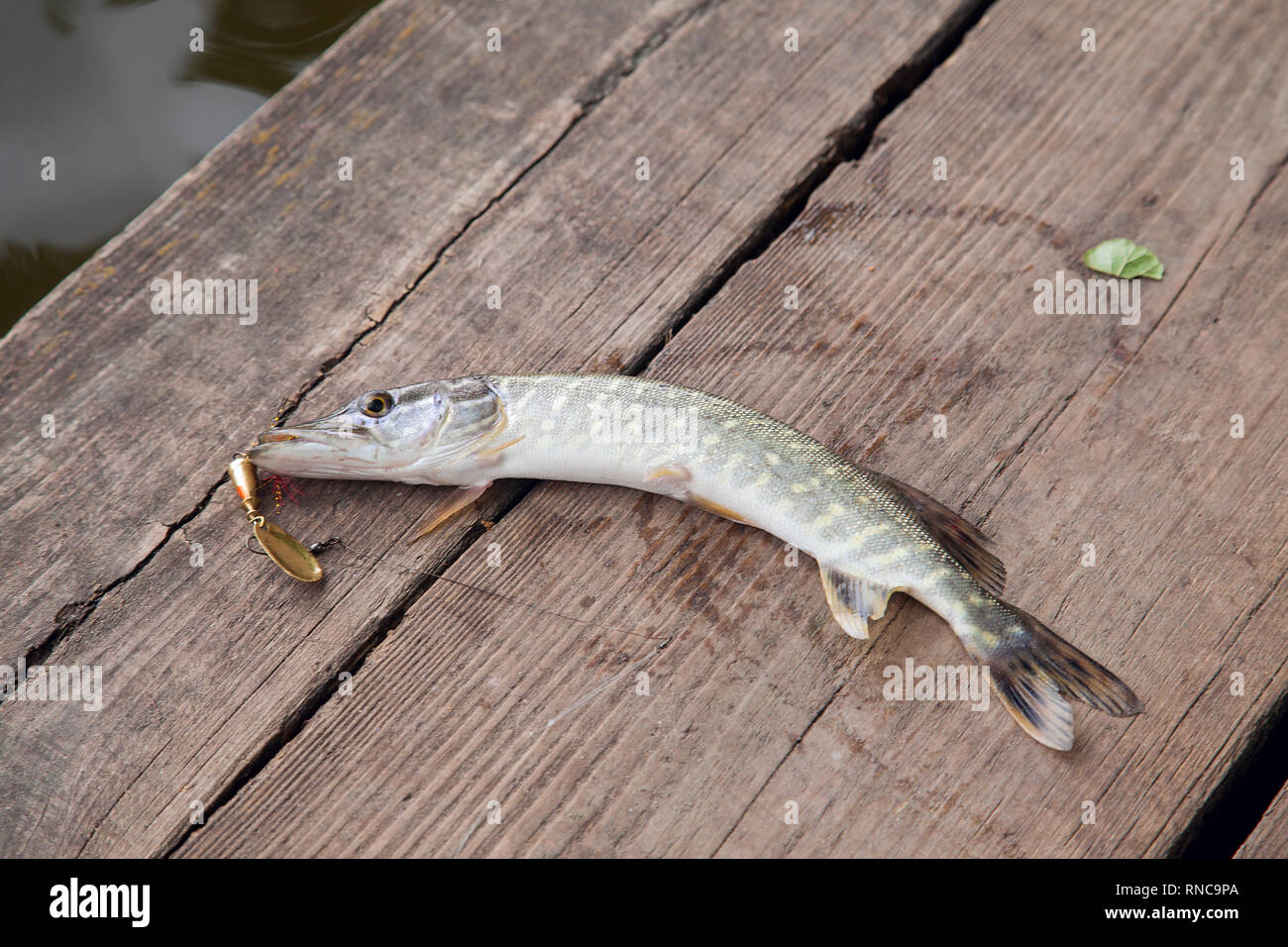 Freshwater Northern pike fish know as Esox Lucius with lure in mouth ...