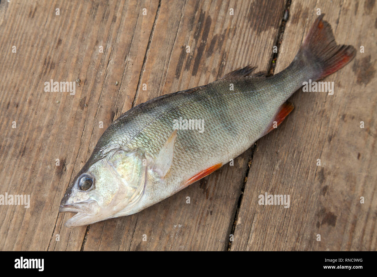 Freshwater perch lying on vintage wooden background. Fishing concept ...