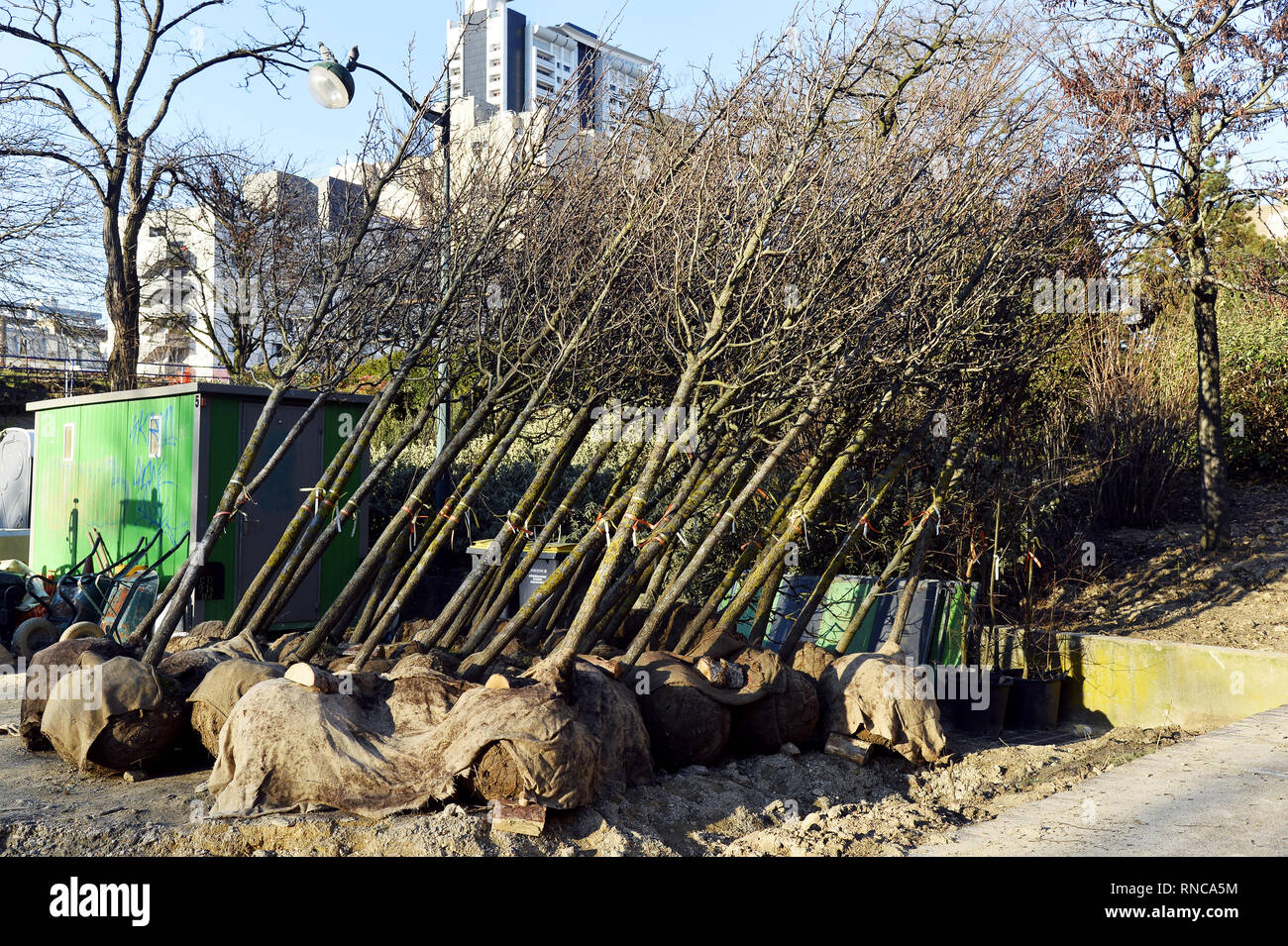Trees ready to be planted - Paris - France Stock Photo - Alamy