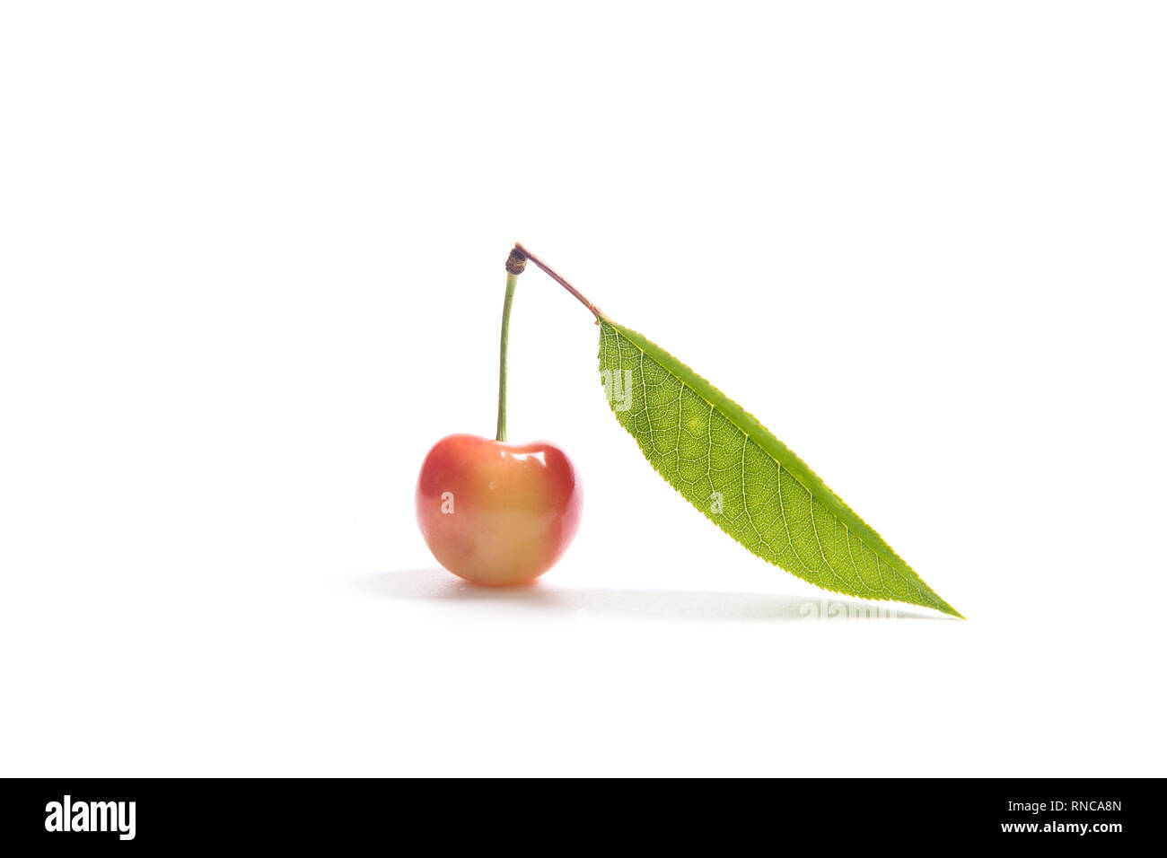 Berries of yellow sweet cherries with green leaf of cherry tree on ...