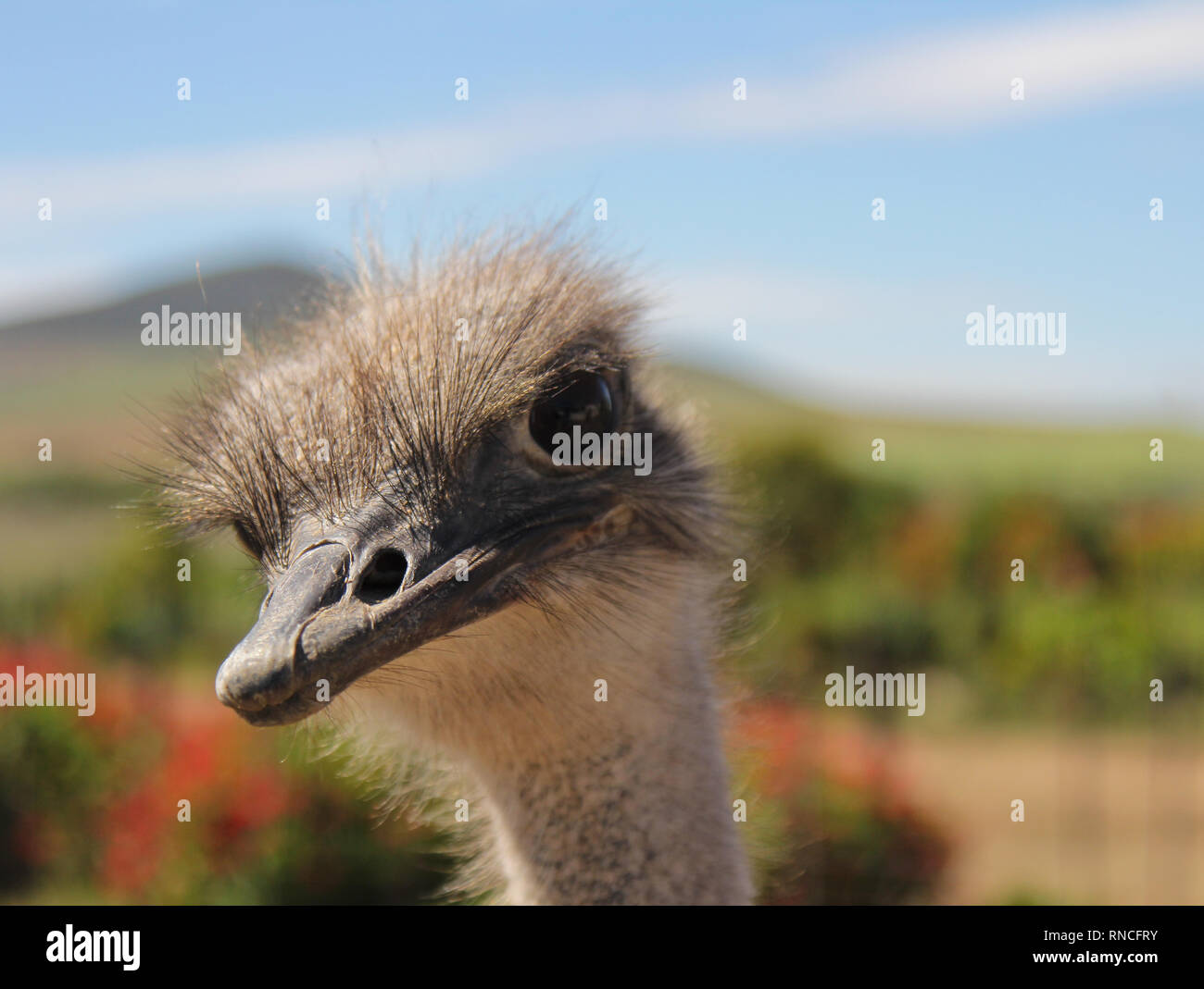 Profile Ostrich Close up portrait, Close up ostrich head with long neck ...