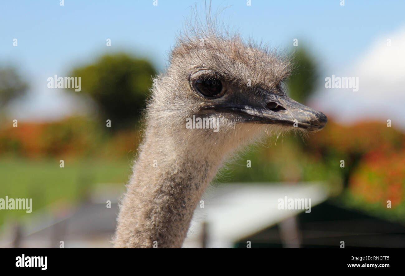 Profile Ostrich Close up portrait, Close up ostrich head with long neck ...