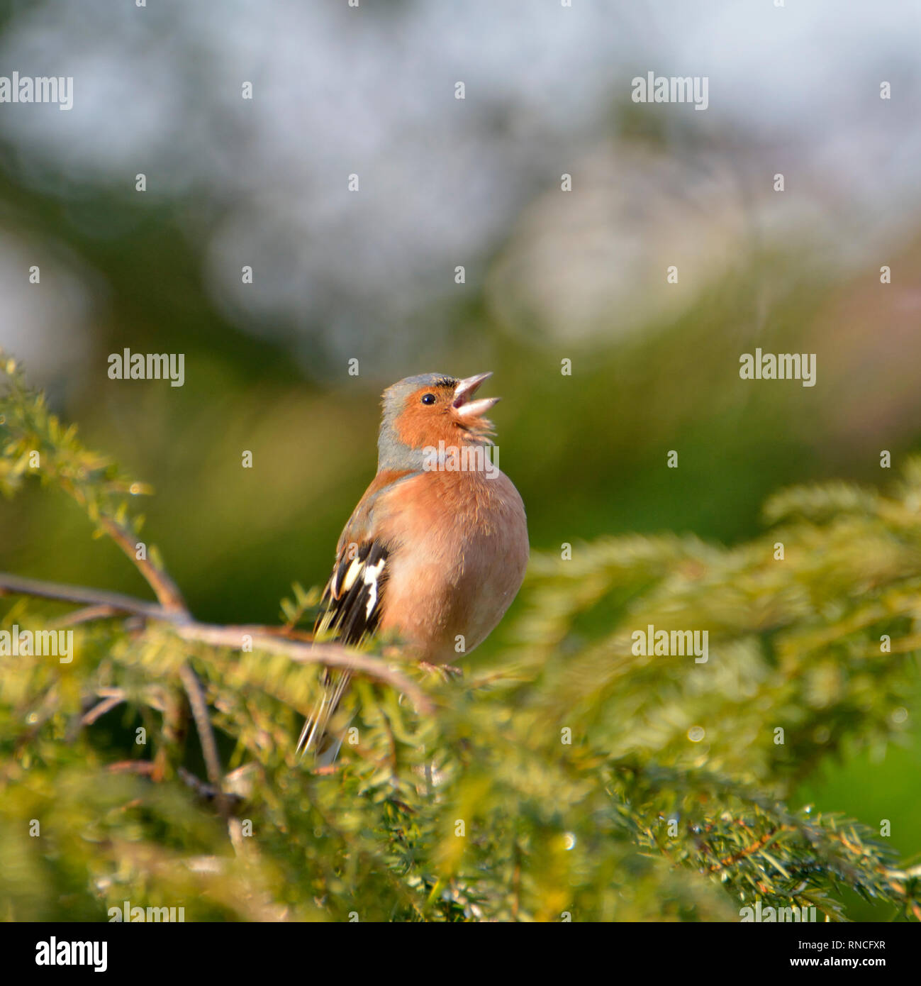 Singing chaffinch hi-res stock photography and images - Alamy