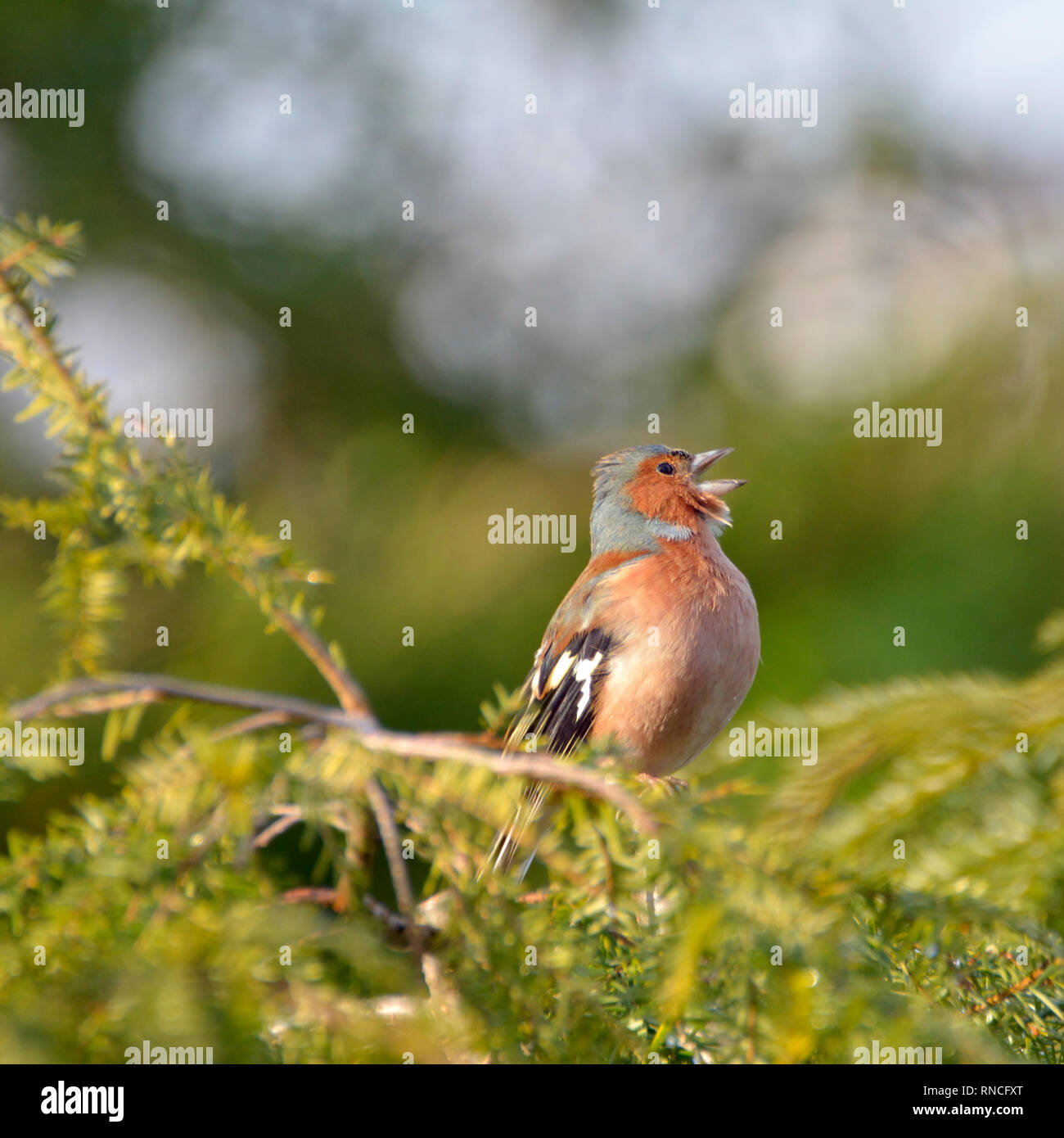 Songbird hi-res stock photography and images - Alamy