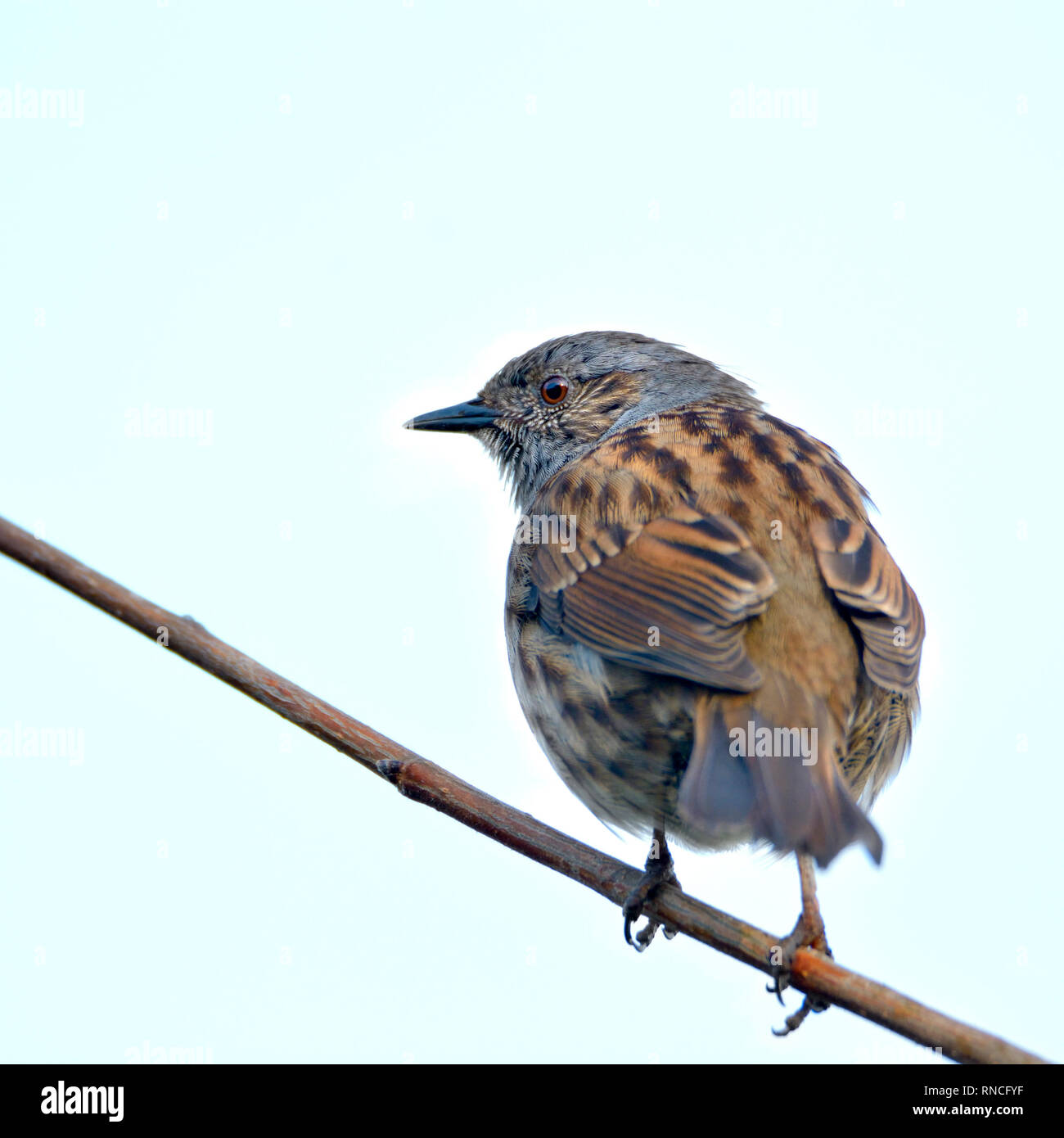 Dunnock / Hedge Sparrow (Prunella modularis Stock Photo - Alamy