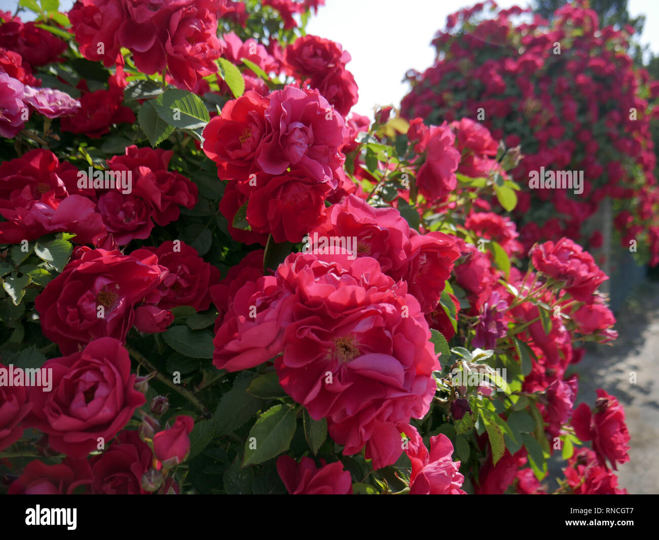 Red rose flower blooming in roses garden on background red roses Stock ...