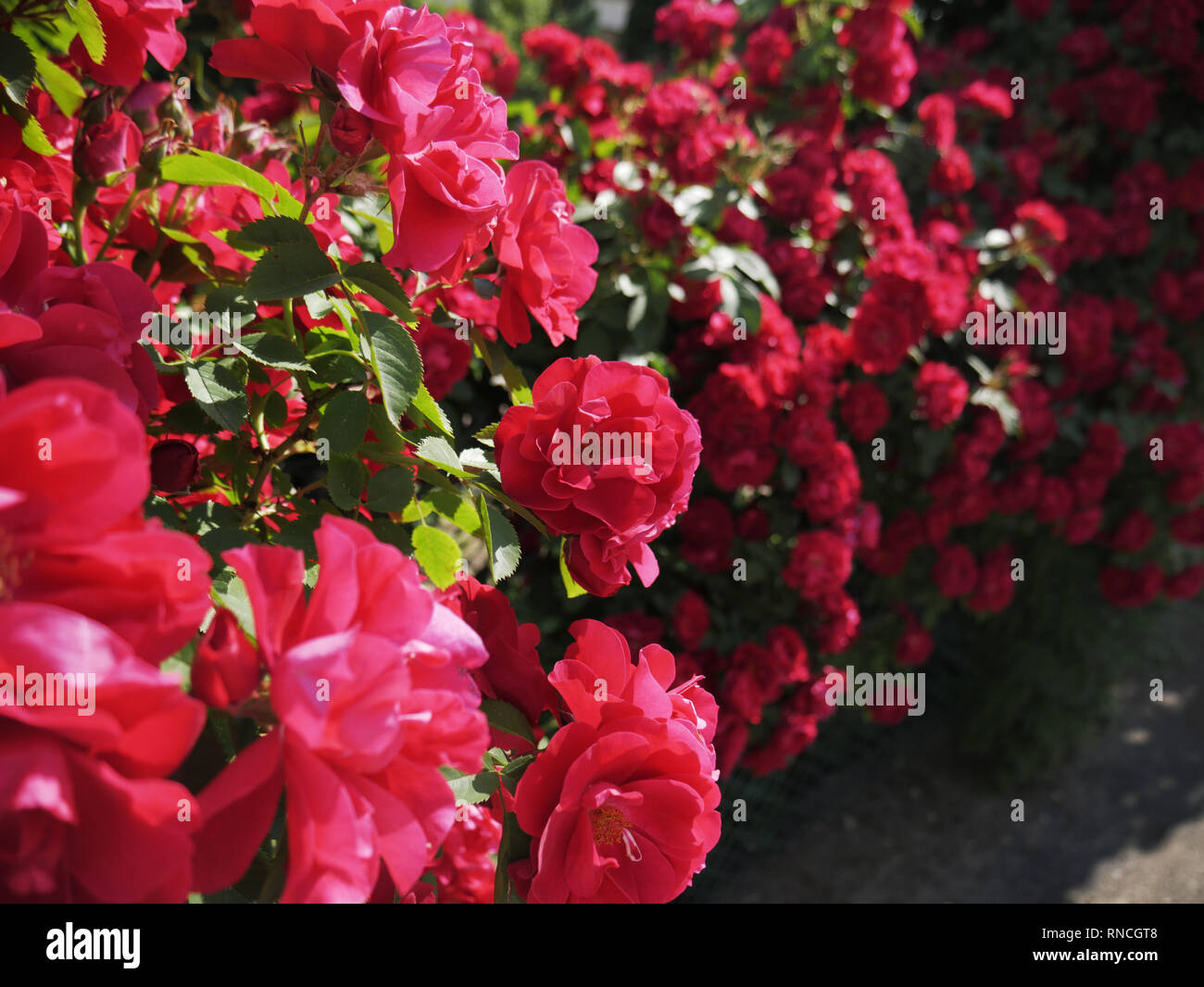 Red rose flower blooming in roses garden on background red roses Stock ...