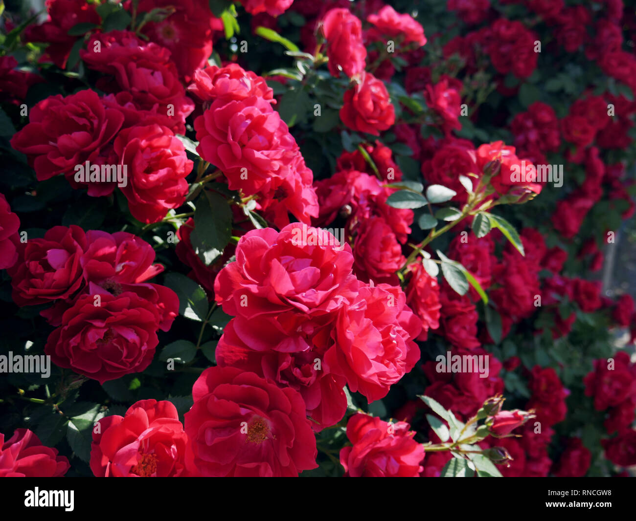 Red rose flower blooming in roses garden on background red roses Stock ...