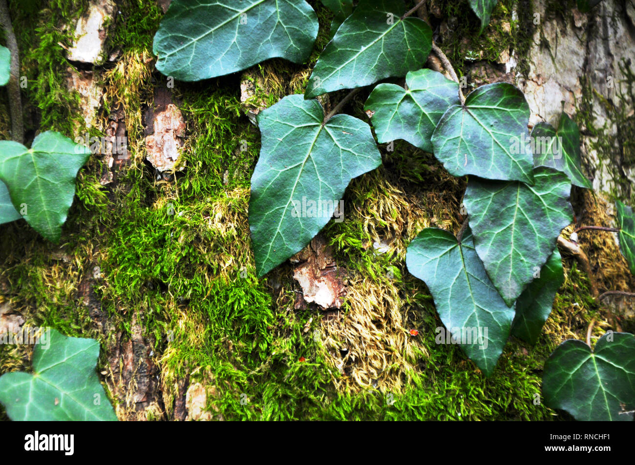 Poison ivy in forest hi-res stock photography and images - Alamy