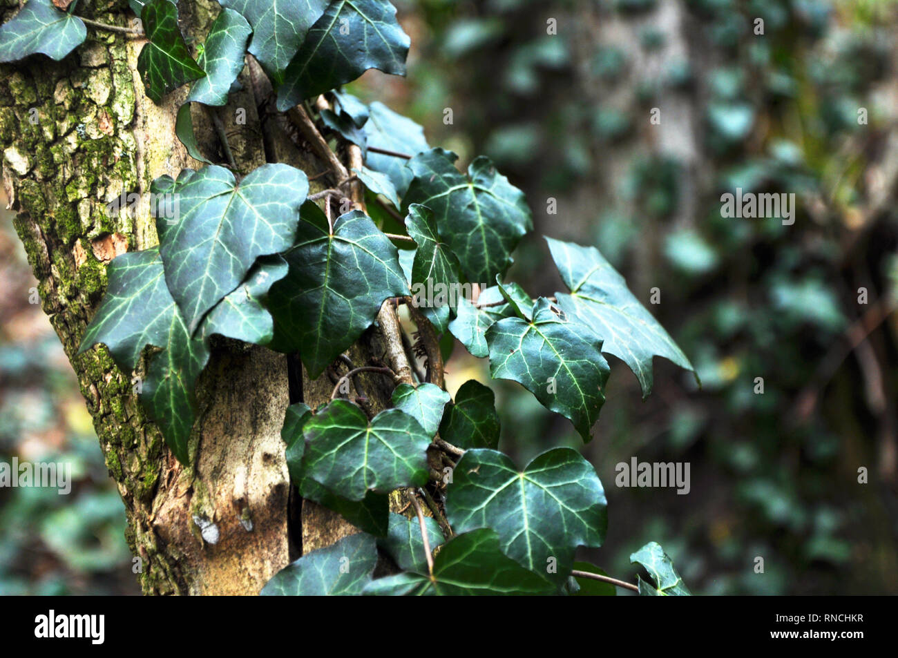 Poison ivy in forest hi-res stock photography and images - Alamy