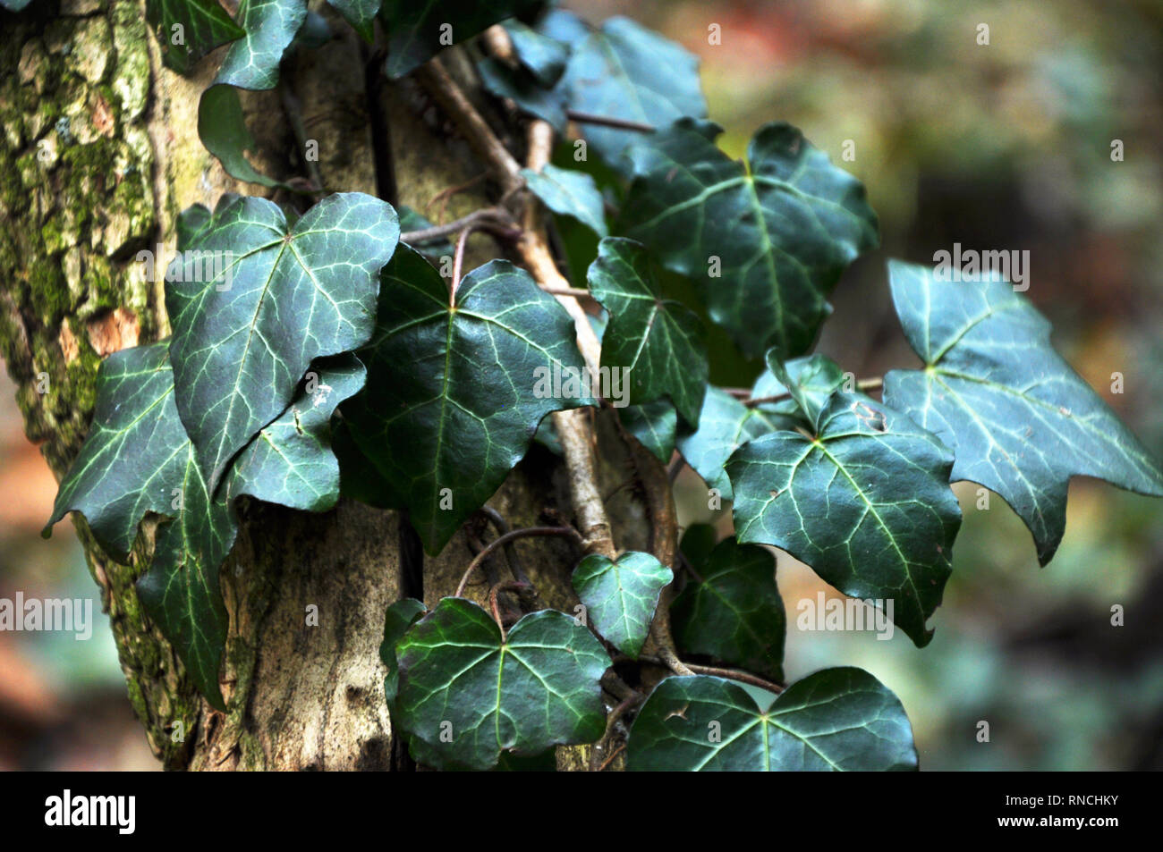 Poison ivy in forest hi-res stock photography and images - Alamy