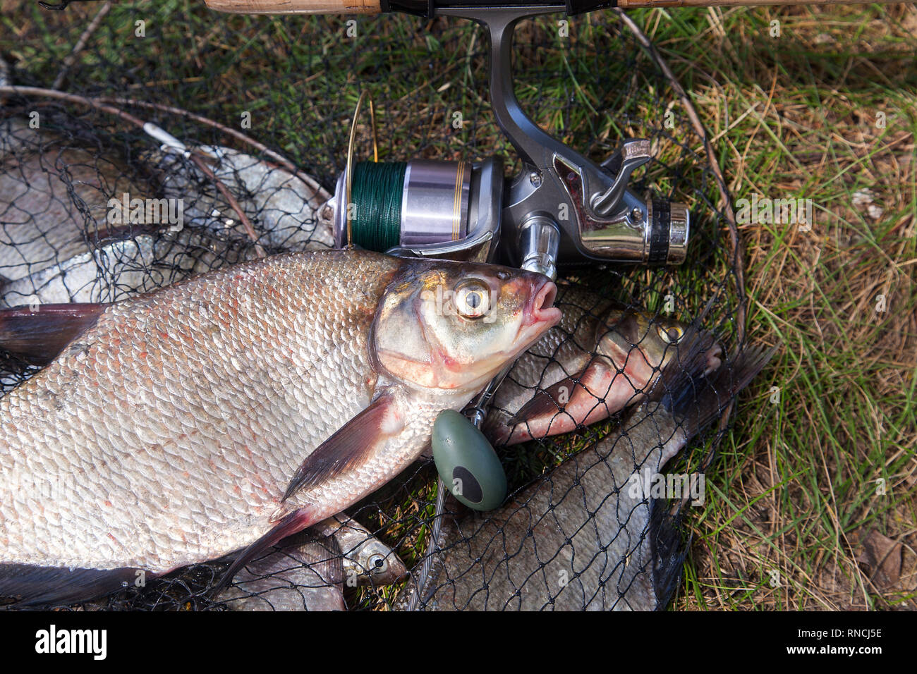 Good catch. Close up view of just taken from the water big freshwater ...