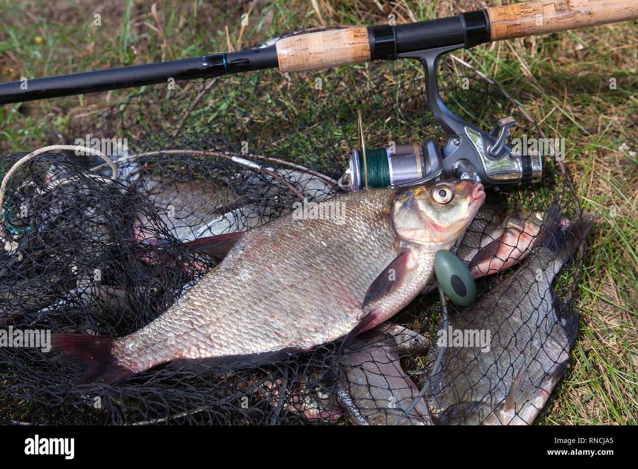 Good catch. Just taken from the water big freshwater common bream known ...