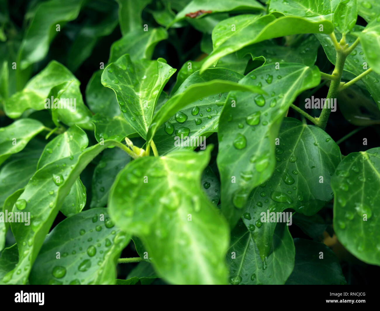 water drop in morning on leaf with sun light Stock Photo - Alamy