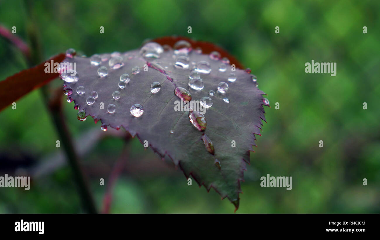 water drop in morning on leaf with sun light Stock Photo - Alamy