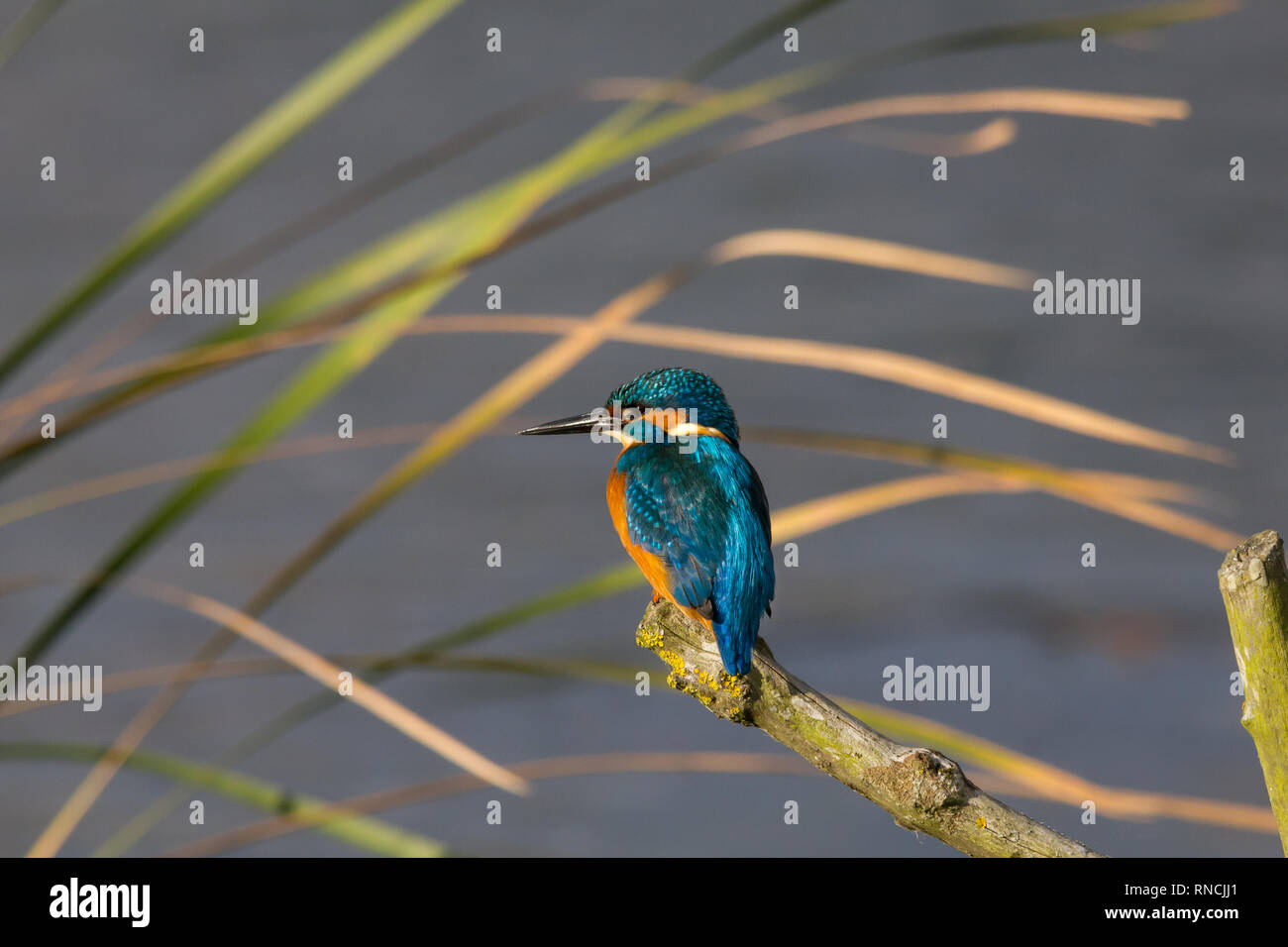 Marine species of bird nesting in coastal habitat hi-res stock ...