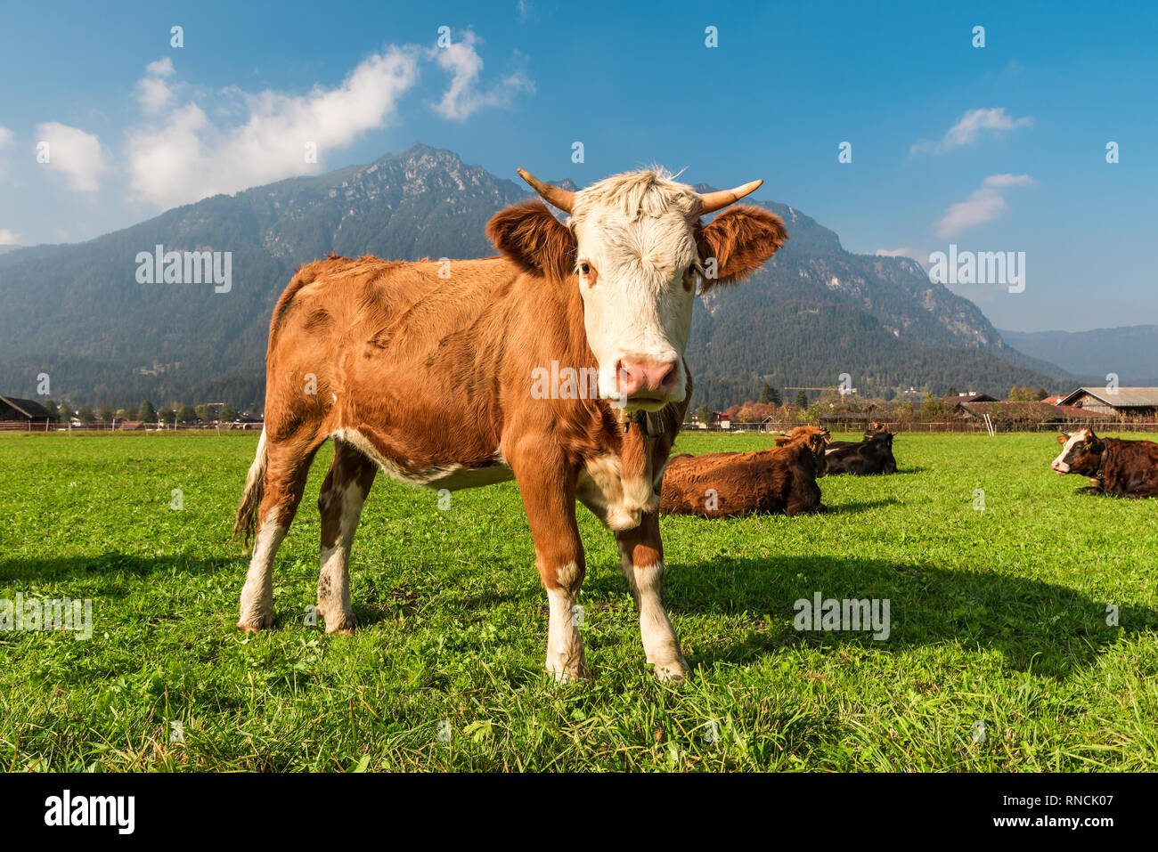 Alpine cows germany hi-res stock photography and images - Alamy