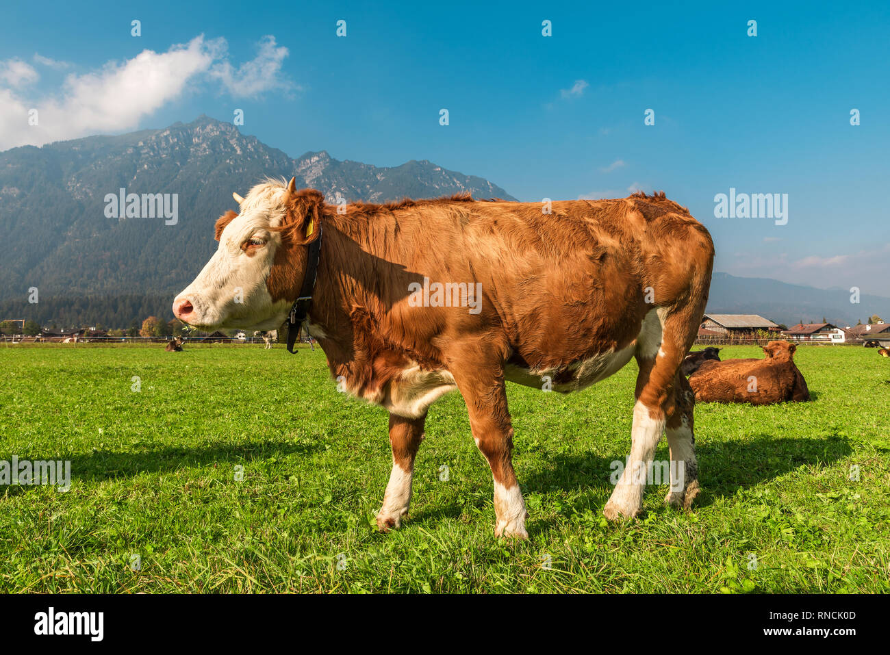 Alpine cows germany hi-res stock photography and images - Alamy