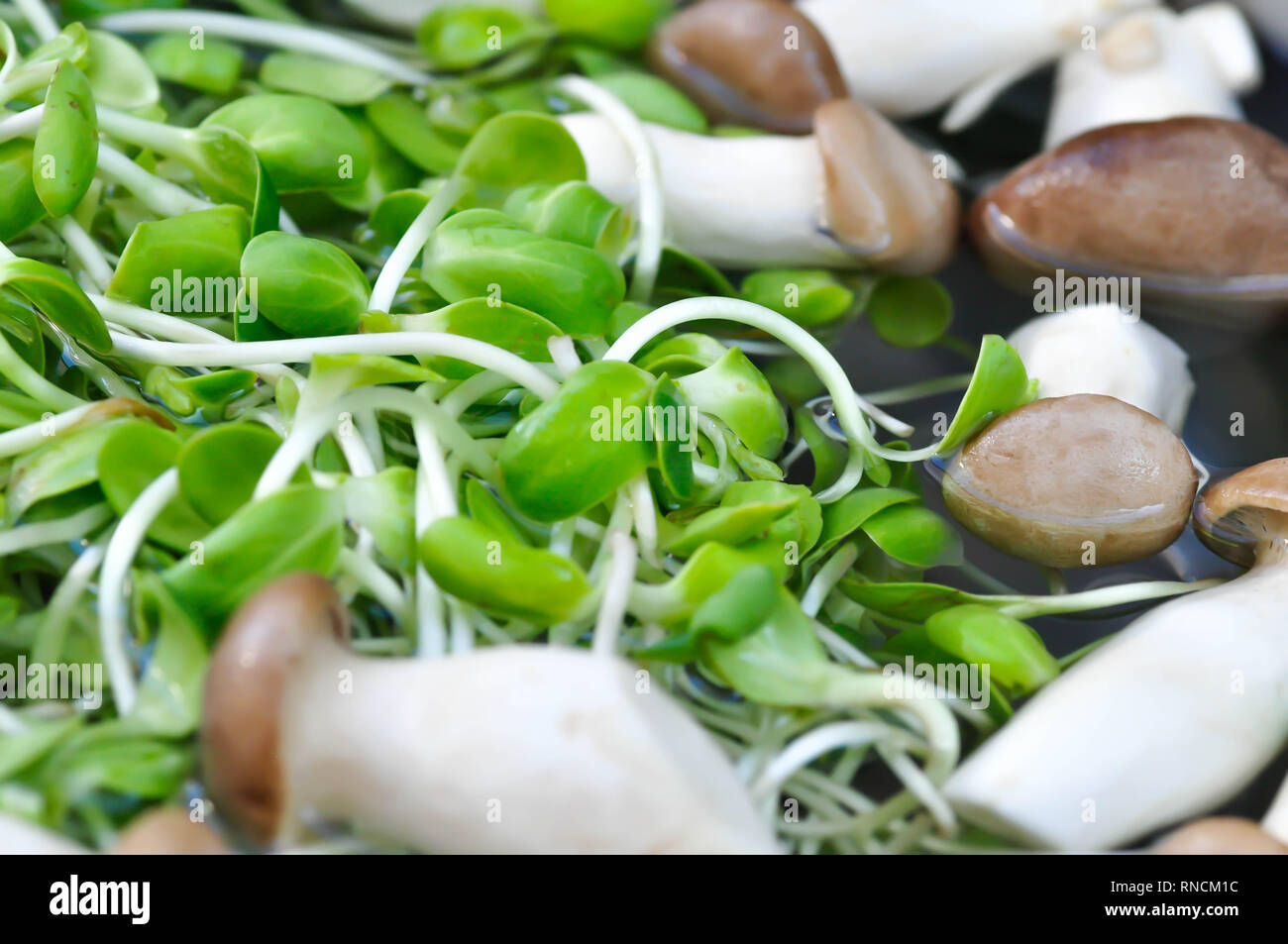 mushroom and sunflower sprout in the water or steeped vegetable Stock ...