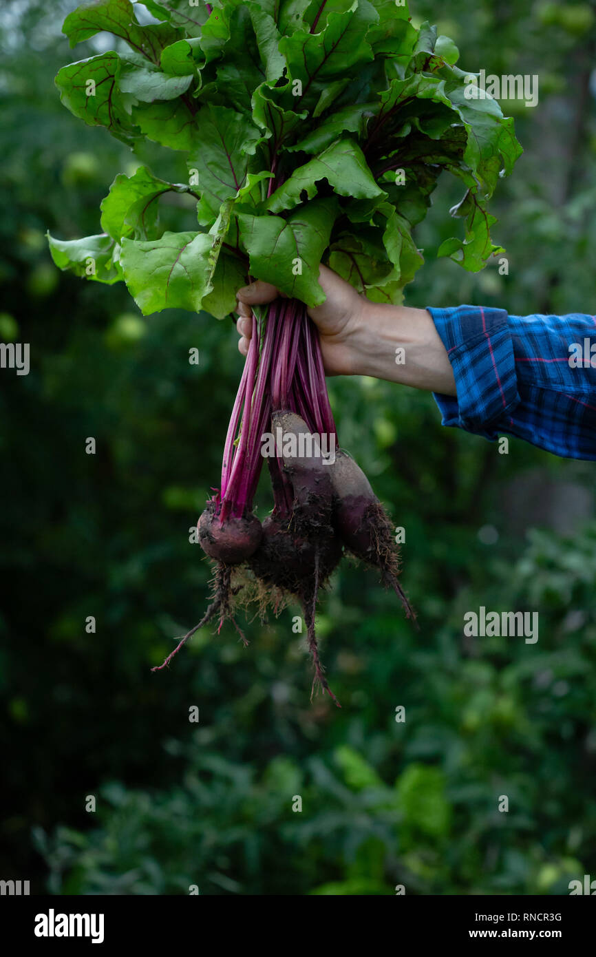 Fresh beetroot in hands Stock Photo - Alamy