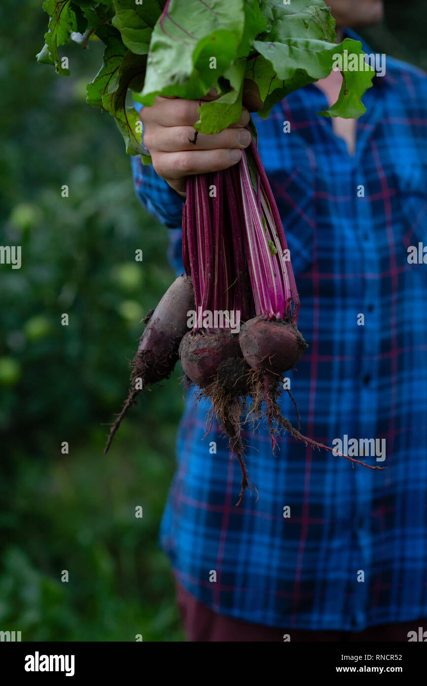 Beetroot leaves hand hi-res stock photography and images - Alamy