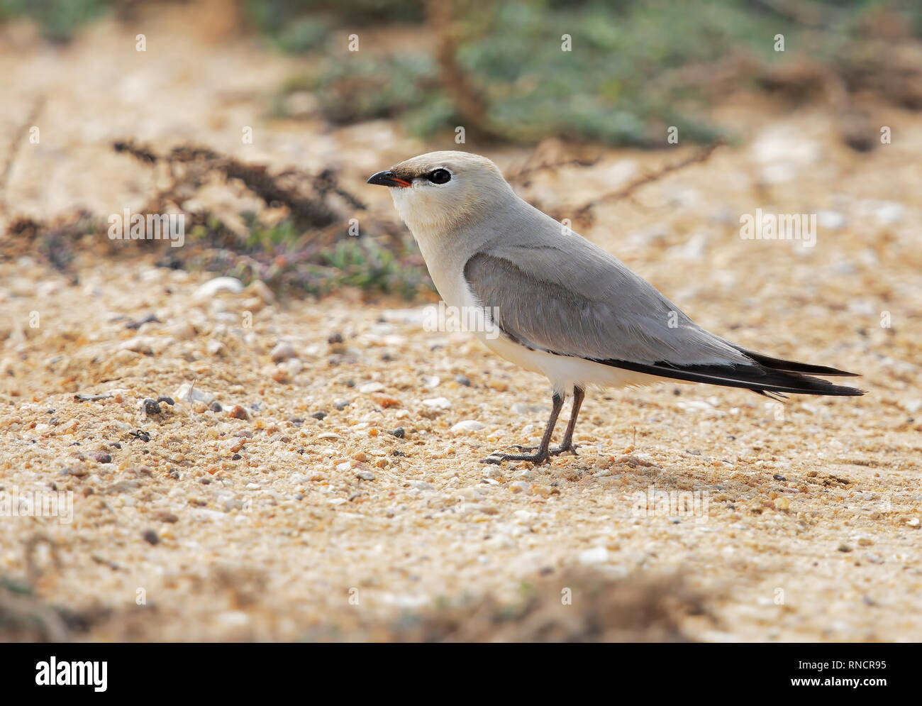Oriental pratincole bird hi-res stock photography and images - Alamy