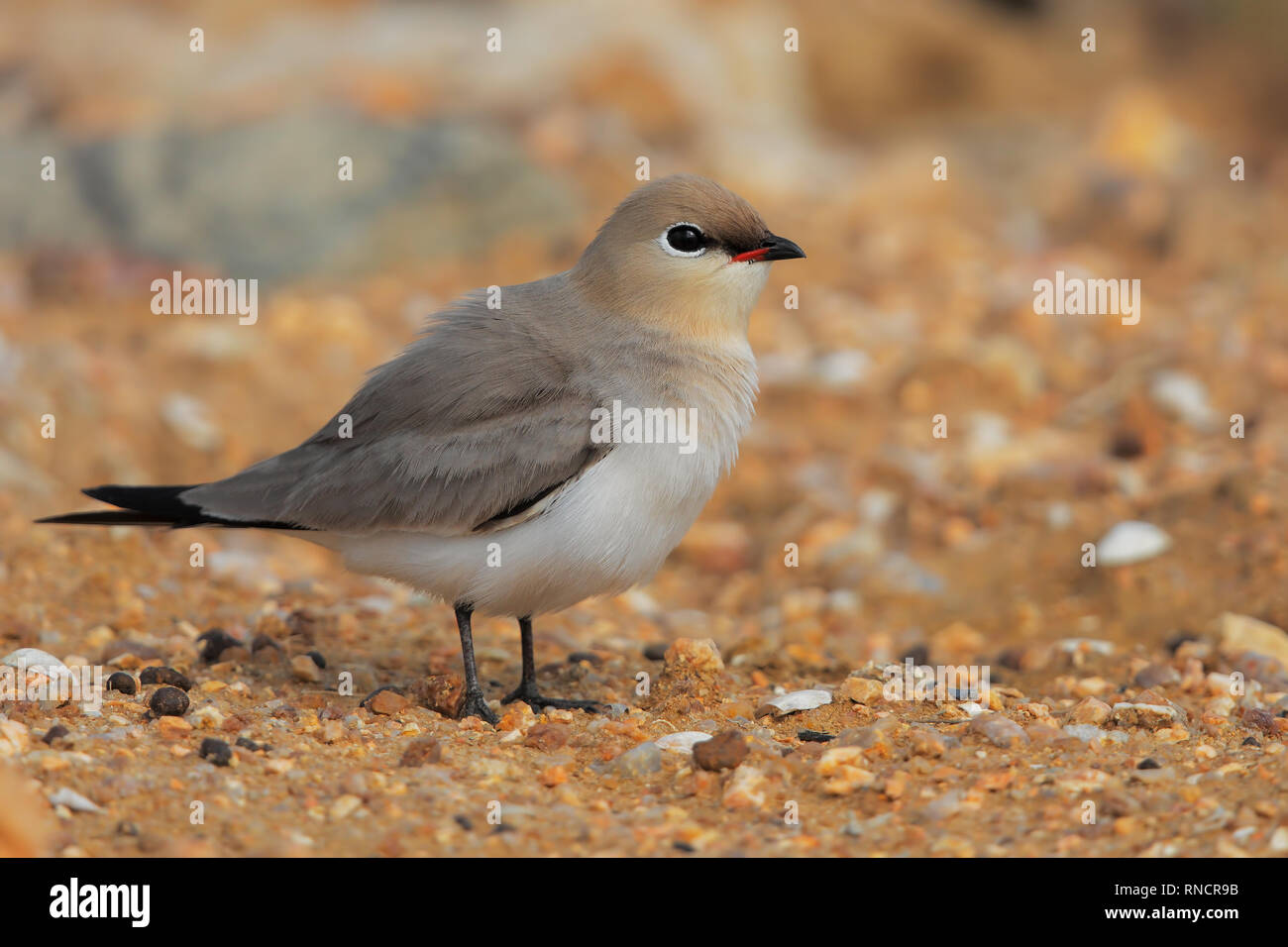 Oriental pratincole bird hi-res stock photography and images - Alamy