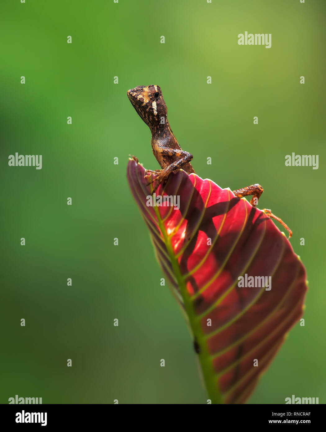 Kangaroo lizard hi-res stock photography and images - Alamy