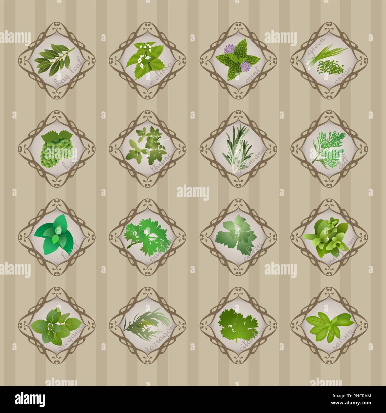 Lavender thyme oregano Stock Vector Images - Alamy