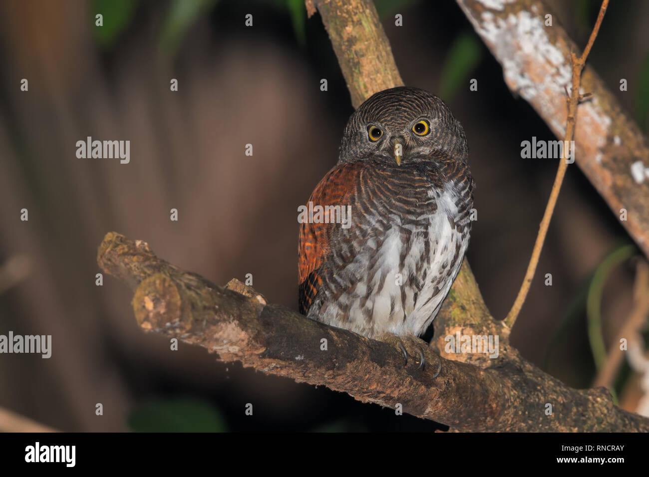Chestnut backed owlet hi-res stock photography and images - Alamy